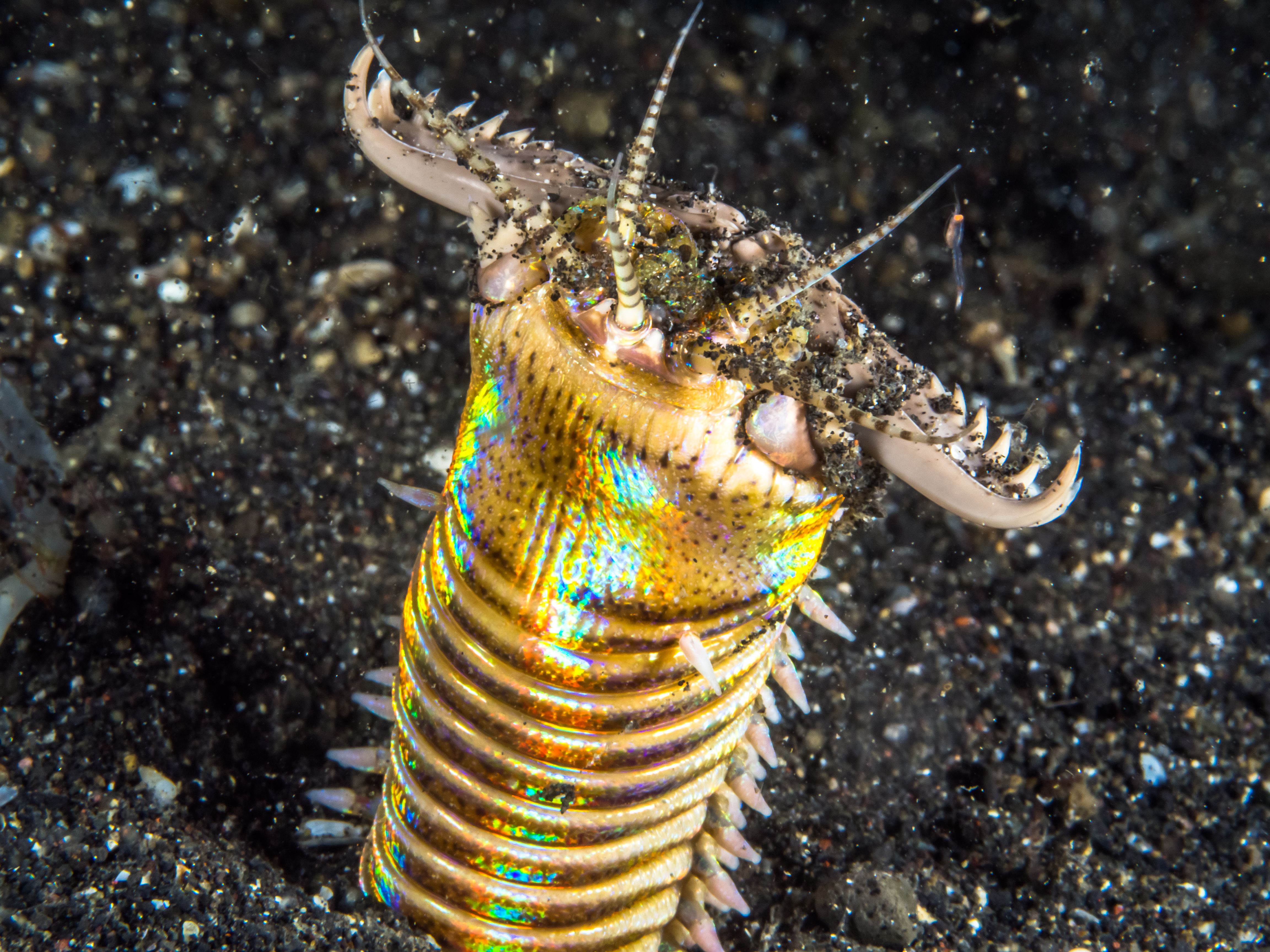 Bobbit Worm: A Gorgeous Creature That Slices Fish In Two