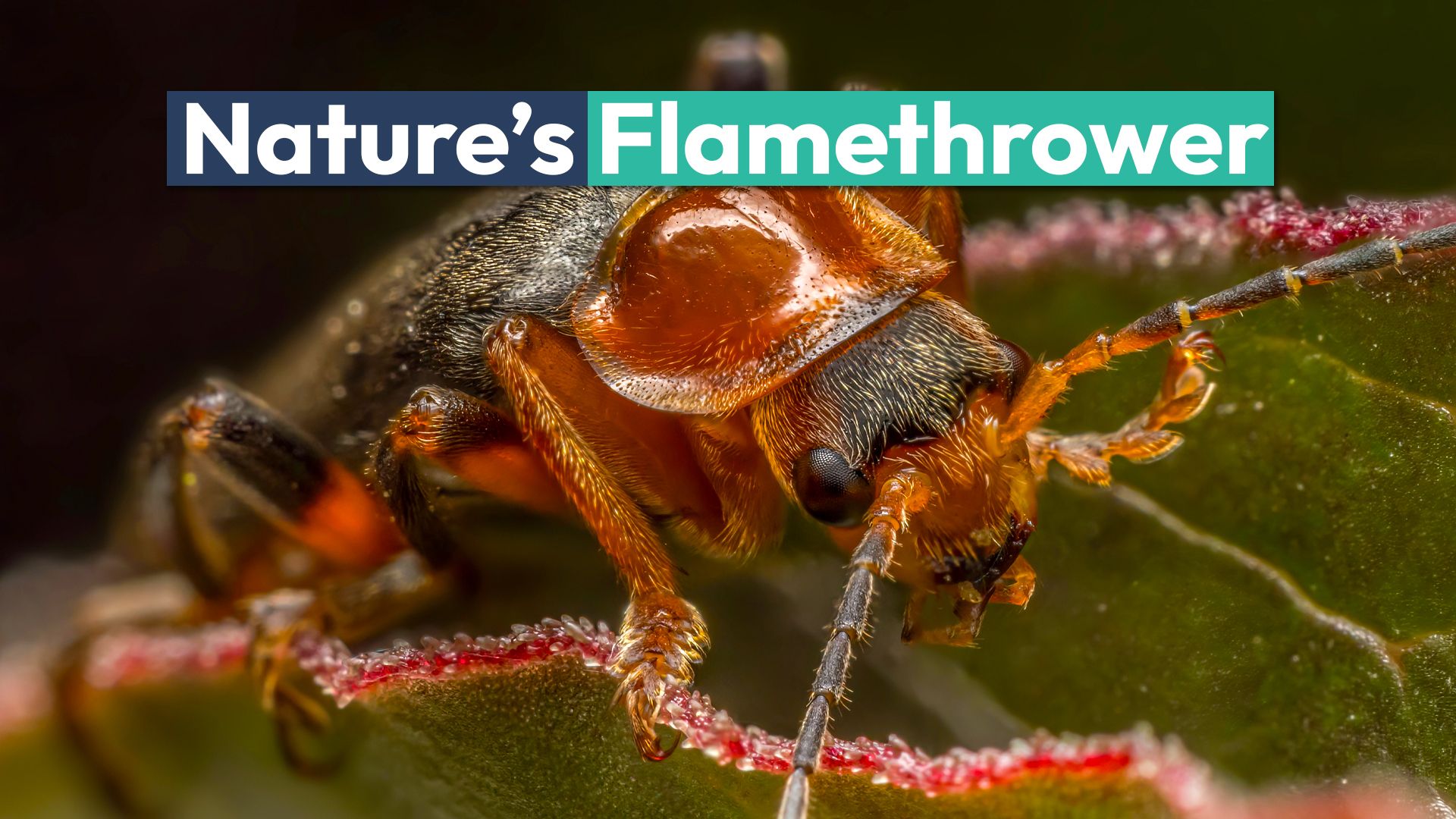 This Deadly Bug Sprays 200-Degree Boiling Chemicals From Its Body Like ...