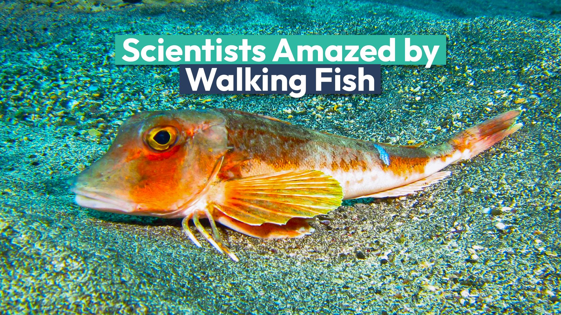Why This "Walking" Fish With Six Legs Has Scientists Excited Worldwide