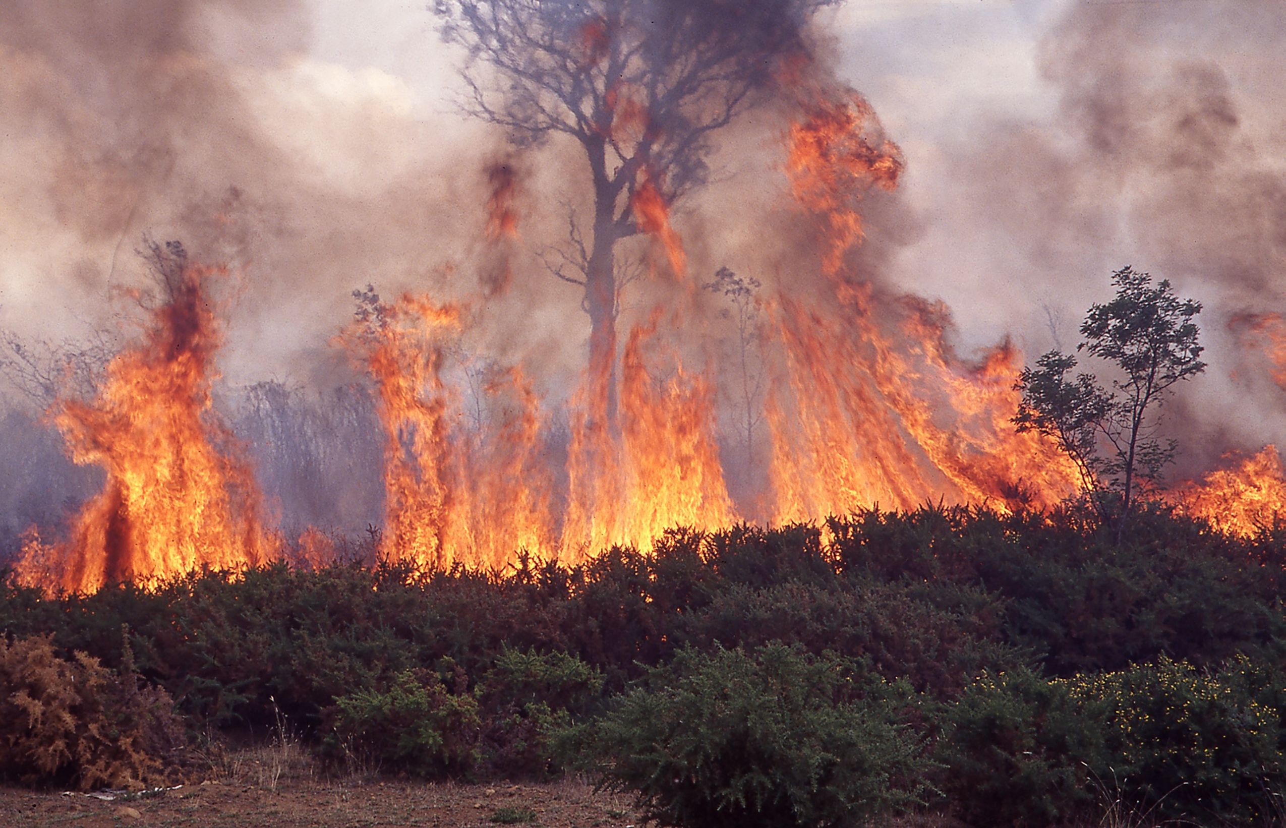Globally Popular Overland Walking Track in Tasmania National Park ...
