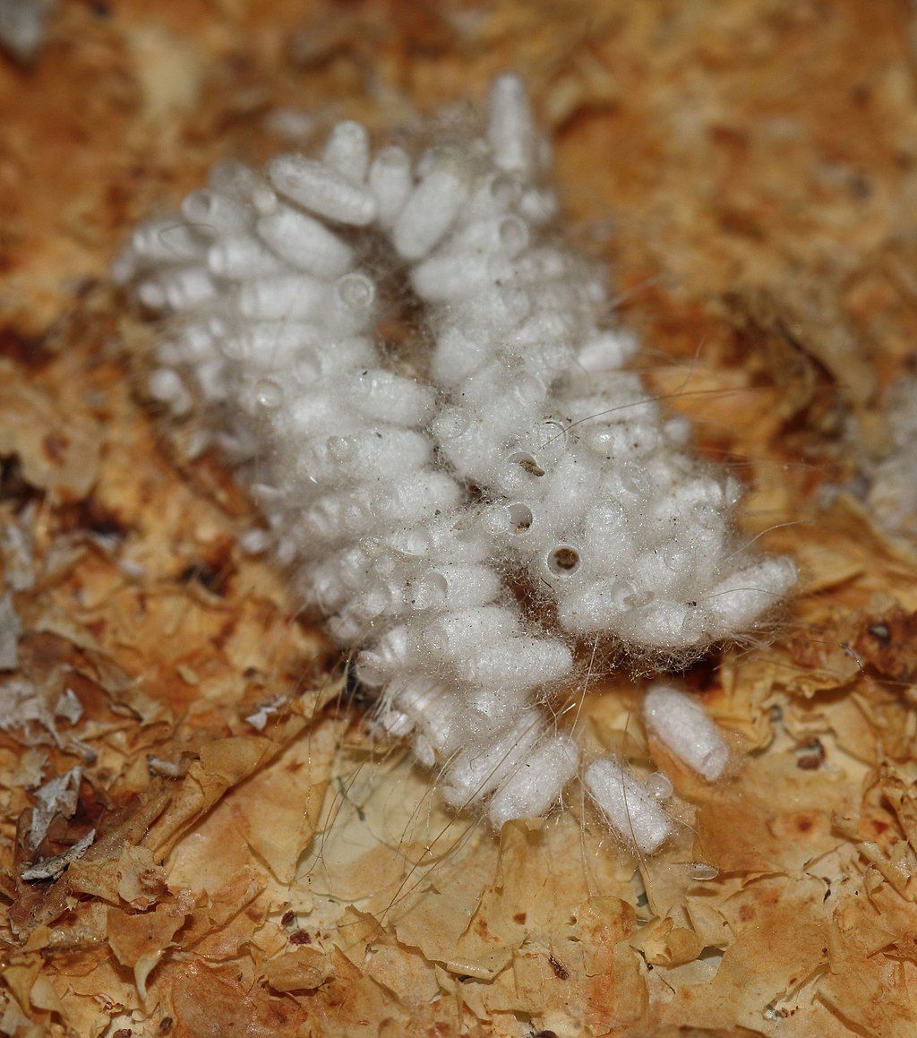 Parasitic "Alien" Wasp In This U.S. State Was Discovered By Accident In ...