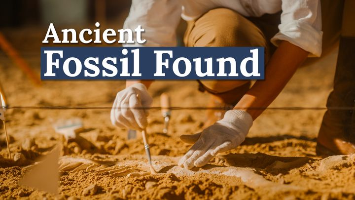 9-Million-Year-Old Fossil Of Sea Giant Found In Remarkable Shape In The ...