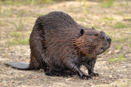 Missing This Zoo In Central New York Is Searching For A Missing Beaver