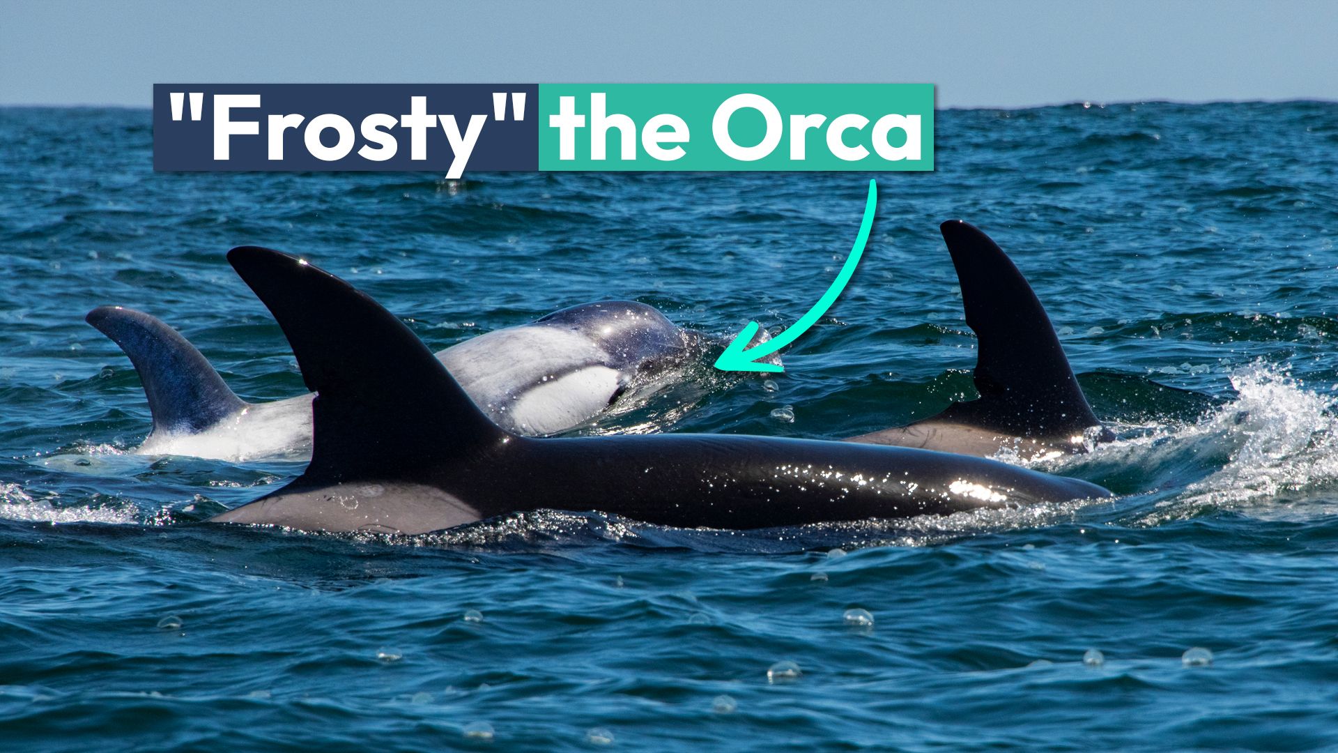 Frosty The Rare White Orca Was Last Seen In The U.S.
