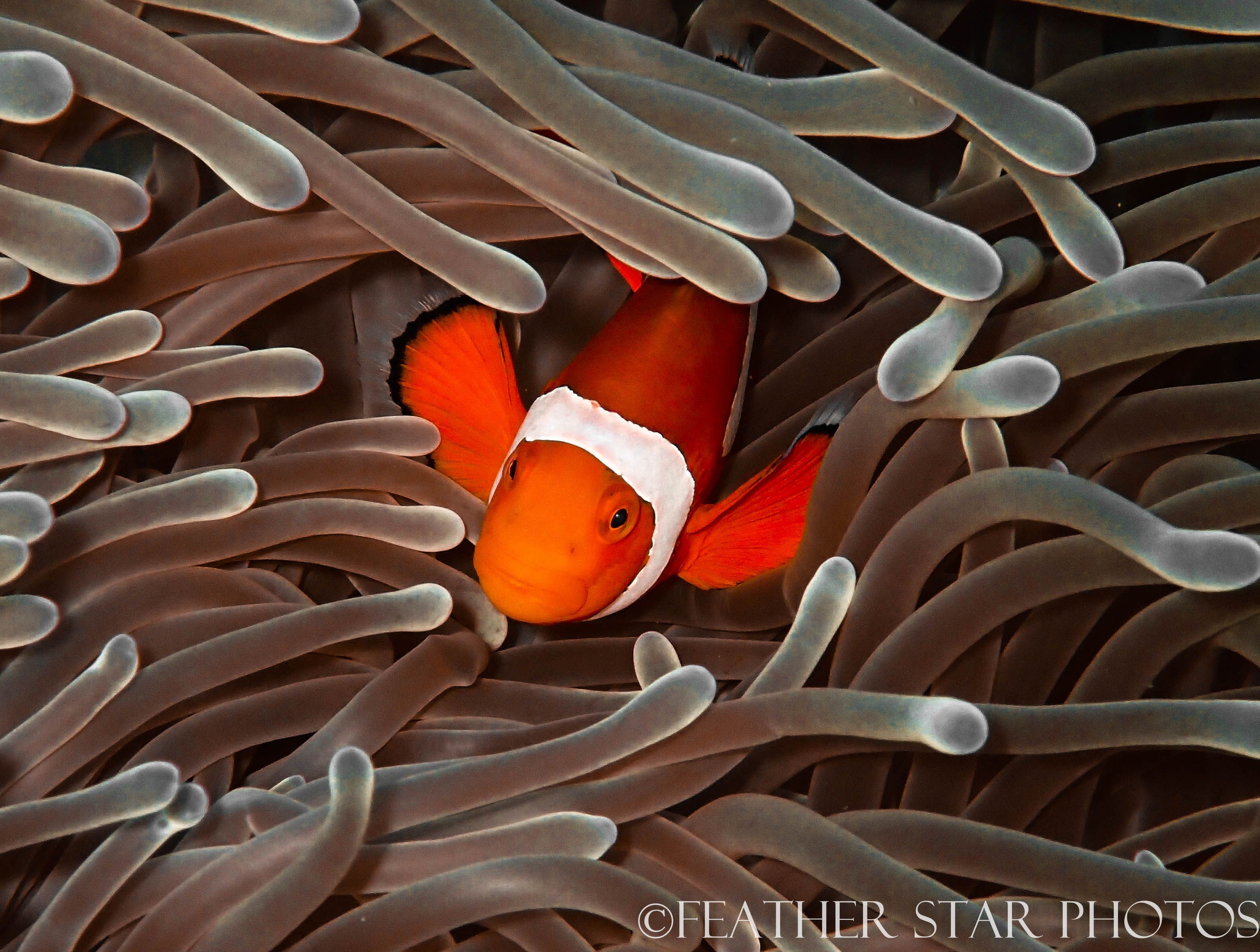 Clownfish Eggs From Nemo