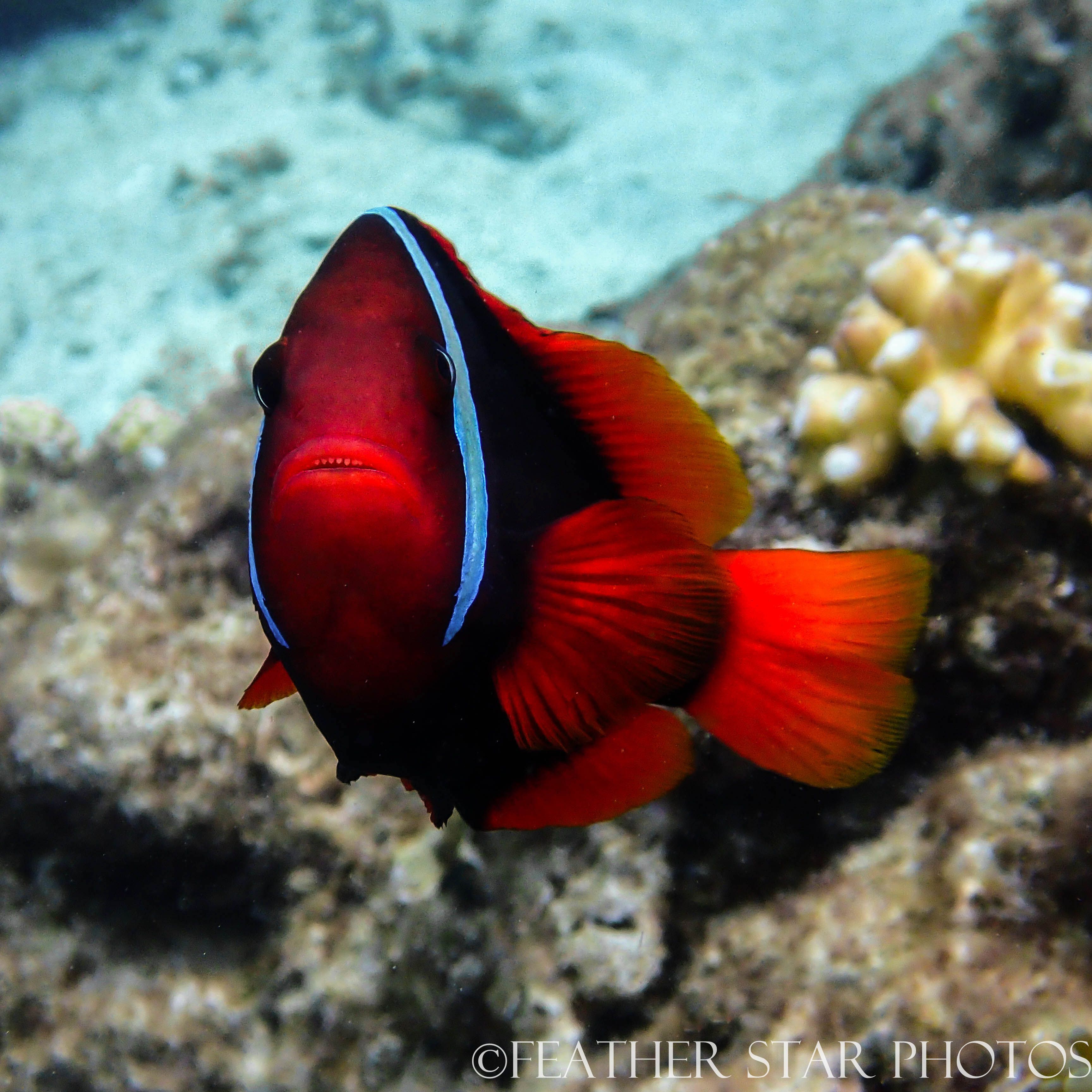 Disney Was Wrong: The Real Nemo Is A Monster Unfit For A Kids' Movie