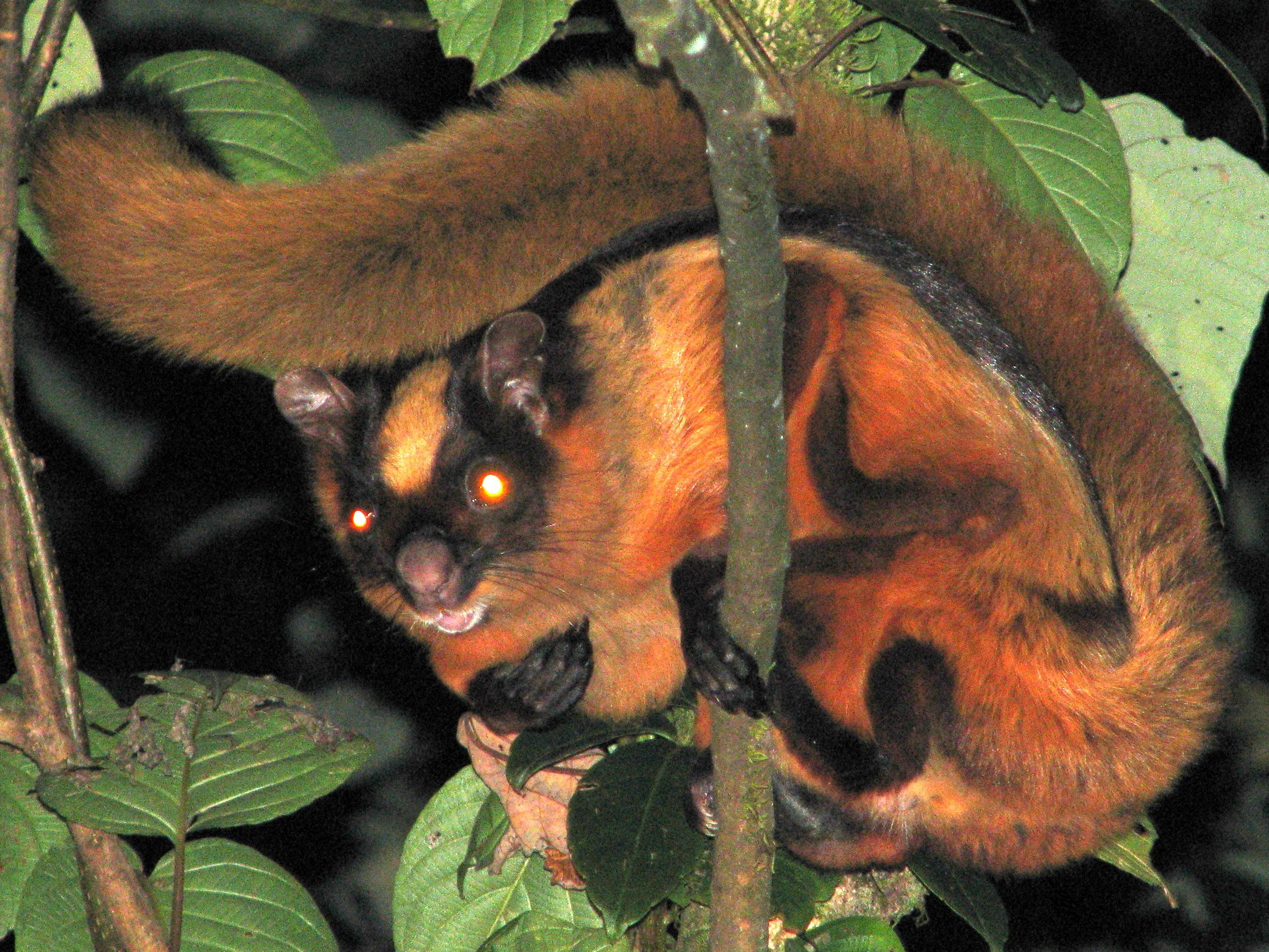 Scientists Reveal Strange Giant Flying Creature That Once Lived In ...