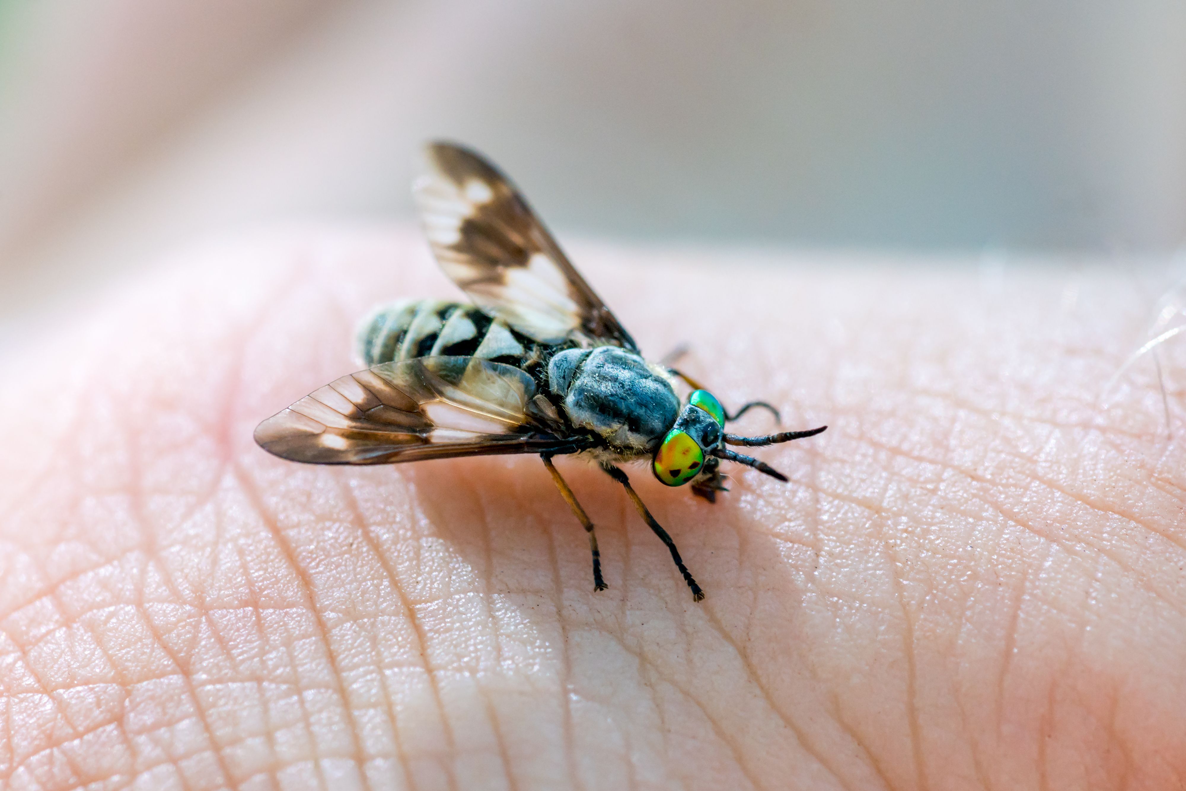 Flies On People