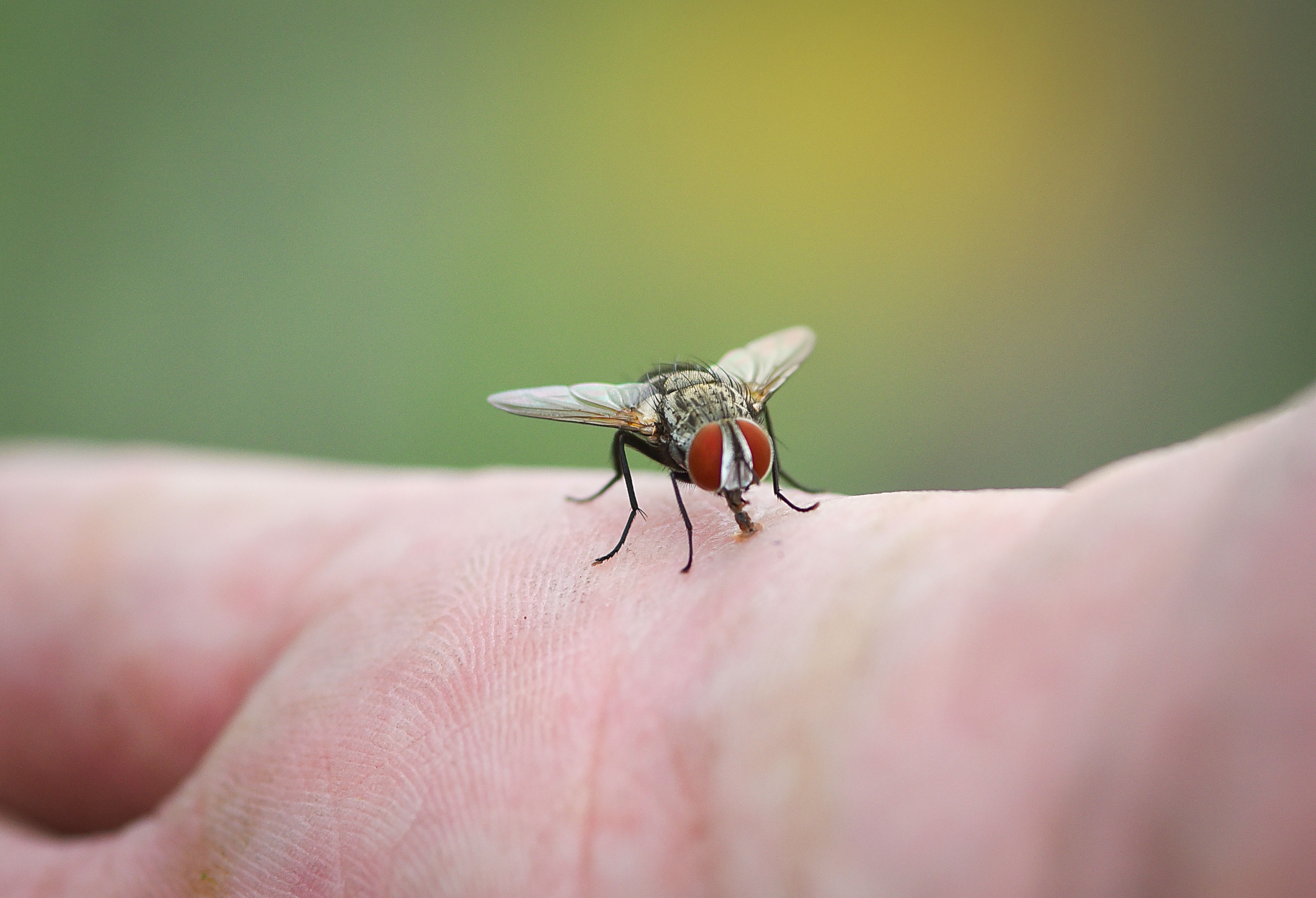 Flies On People