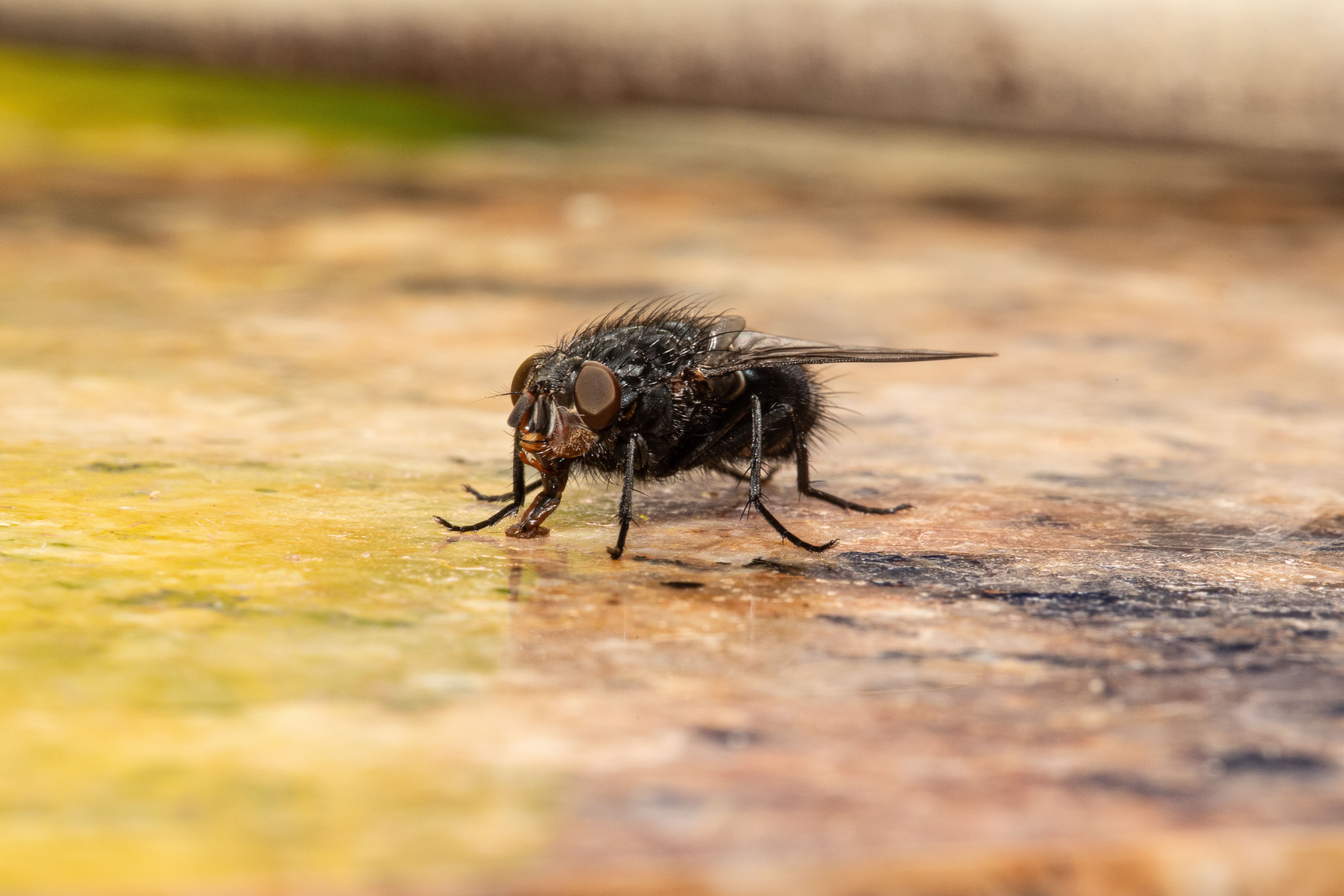 Flies On People
