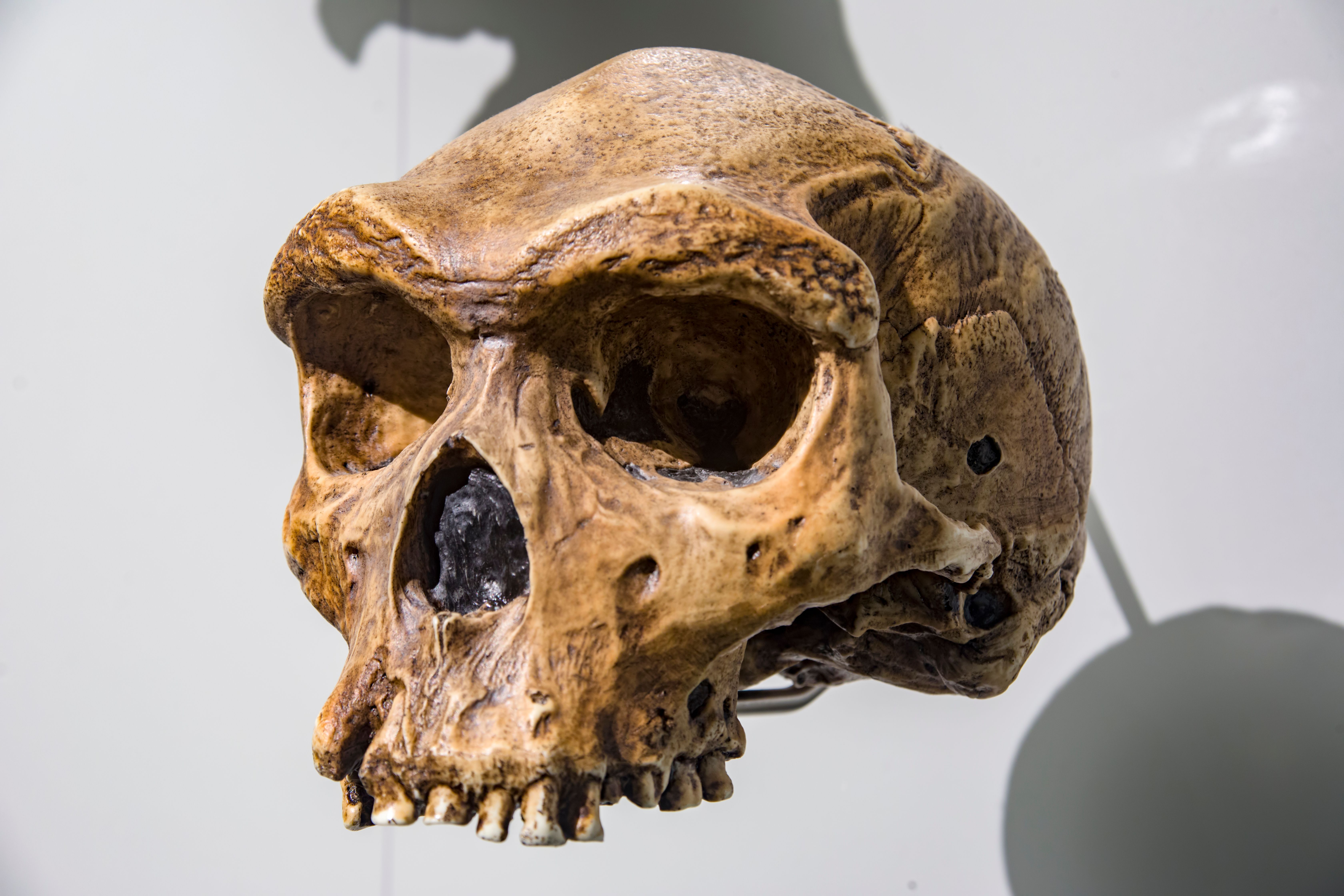 Oldest-Known Human Fossil Discovered In Western Europe Is Changing History