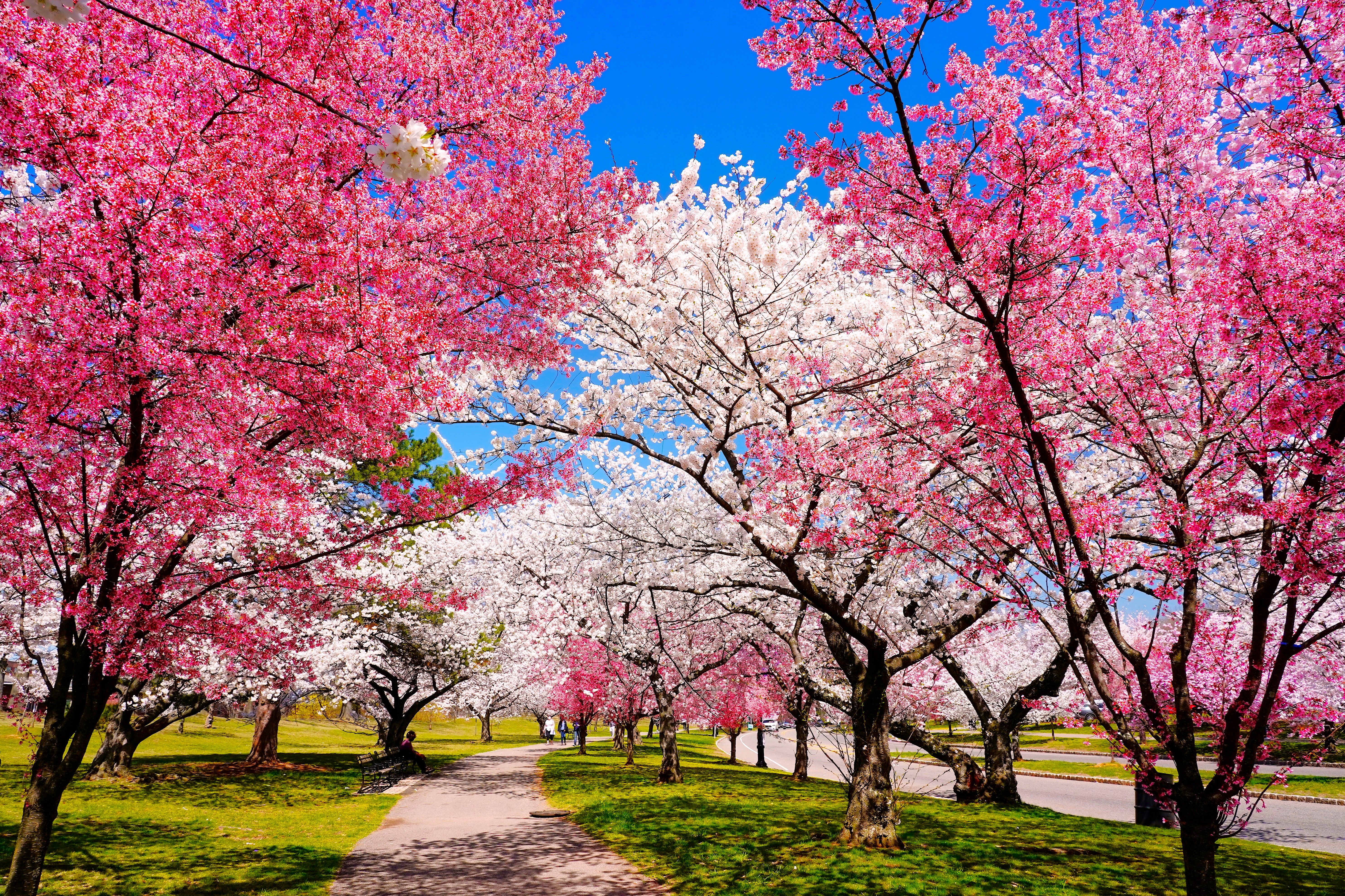 Cherry Blossom Tree Branch Real