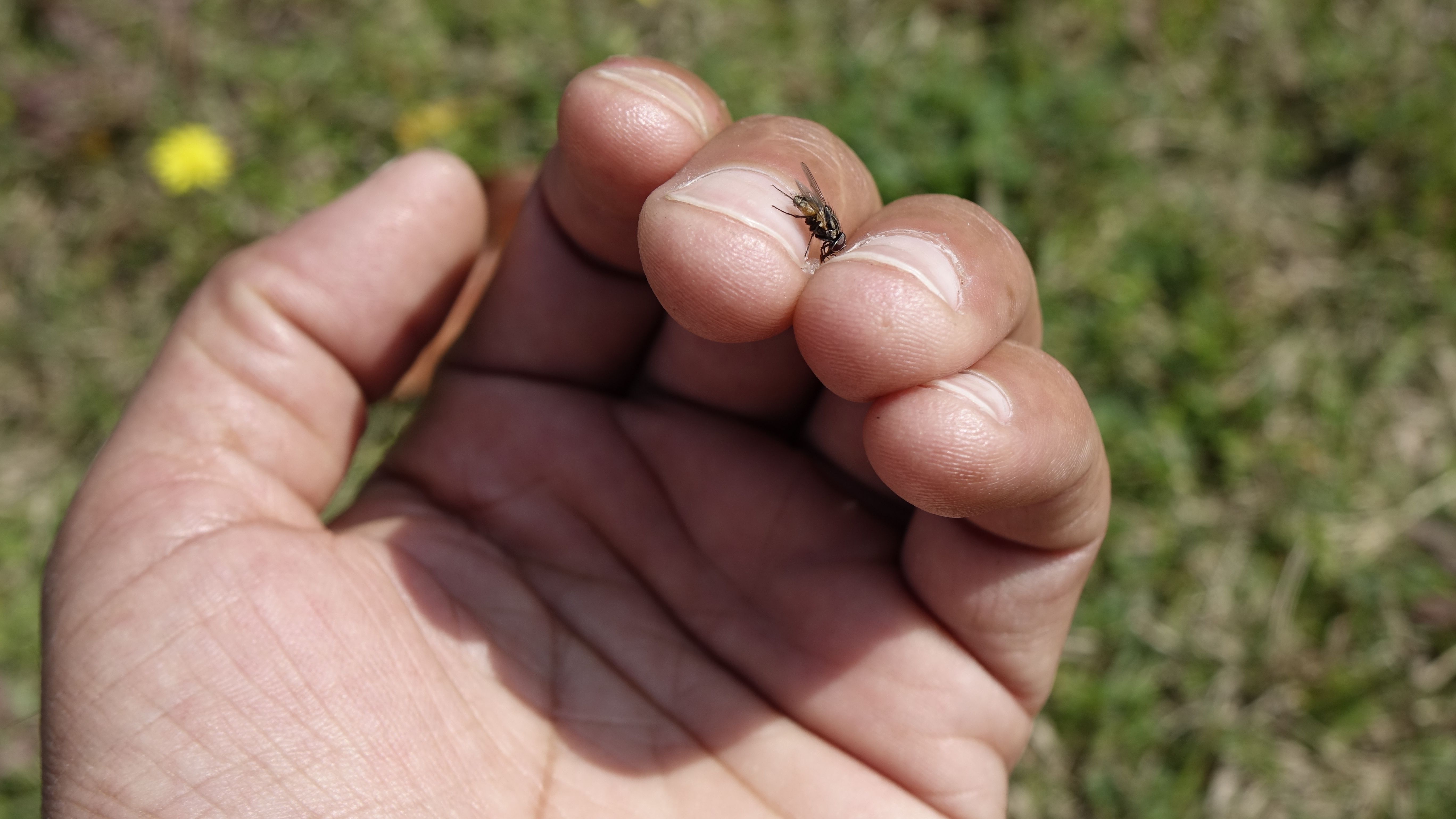 Flies On People