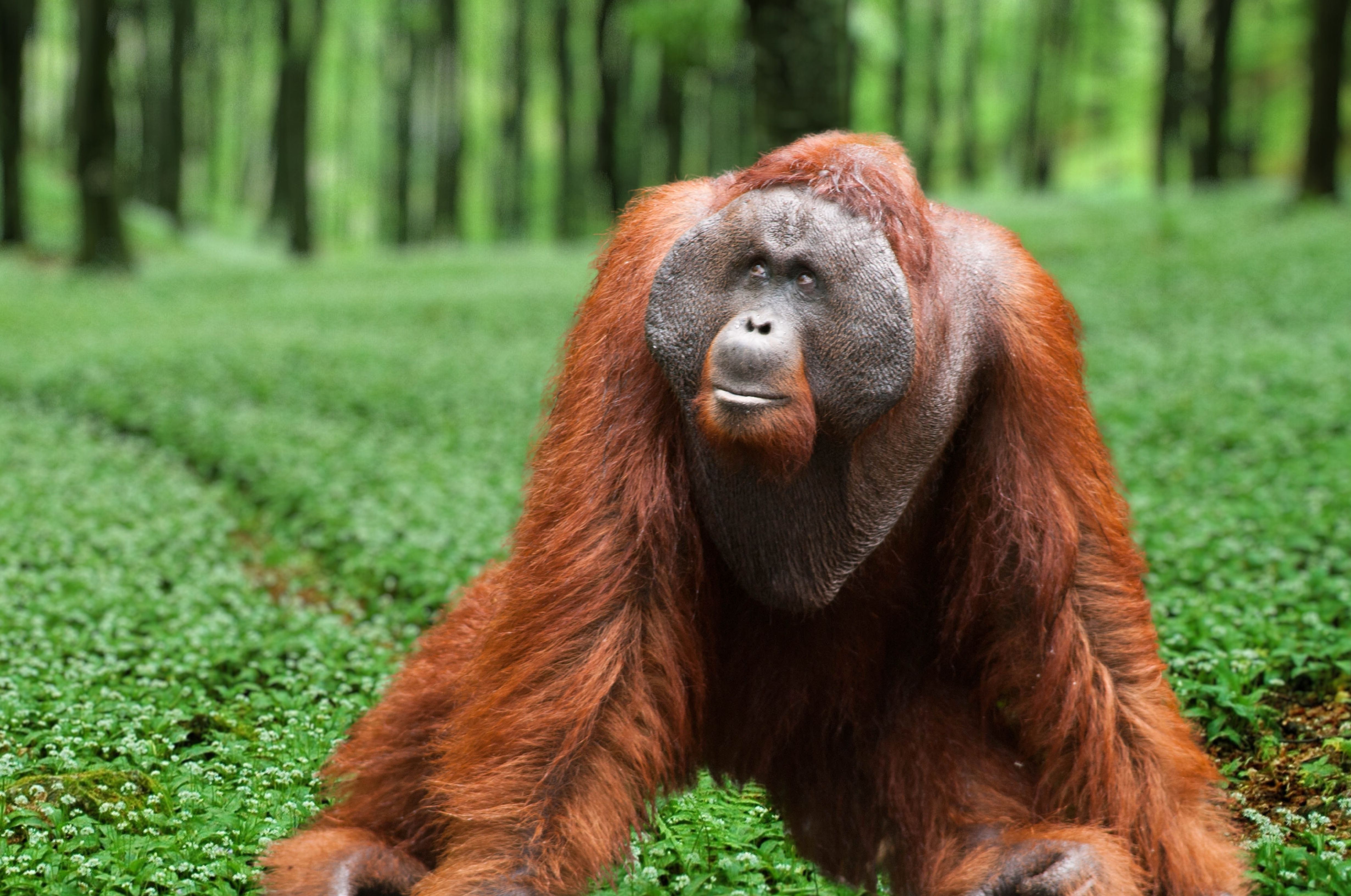 Chingum The 10 Rarest Animals In The World