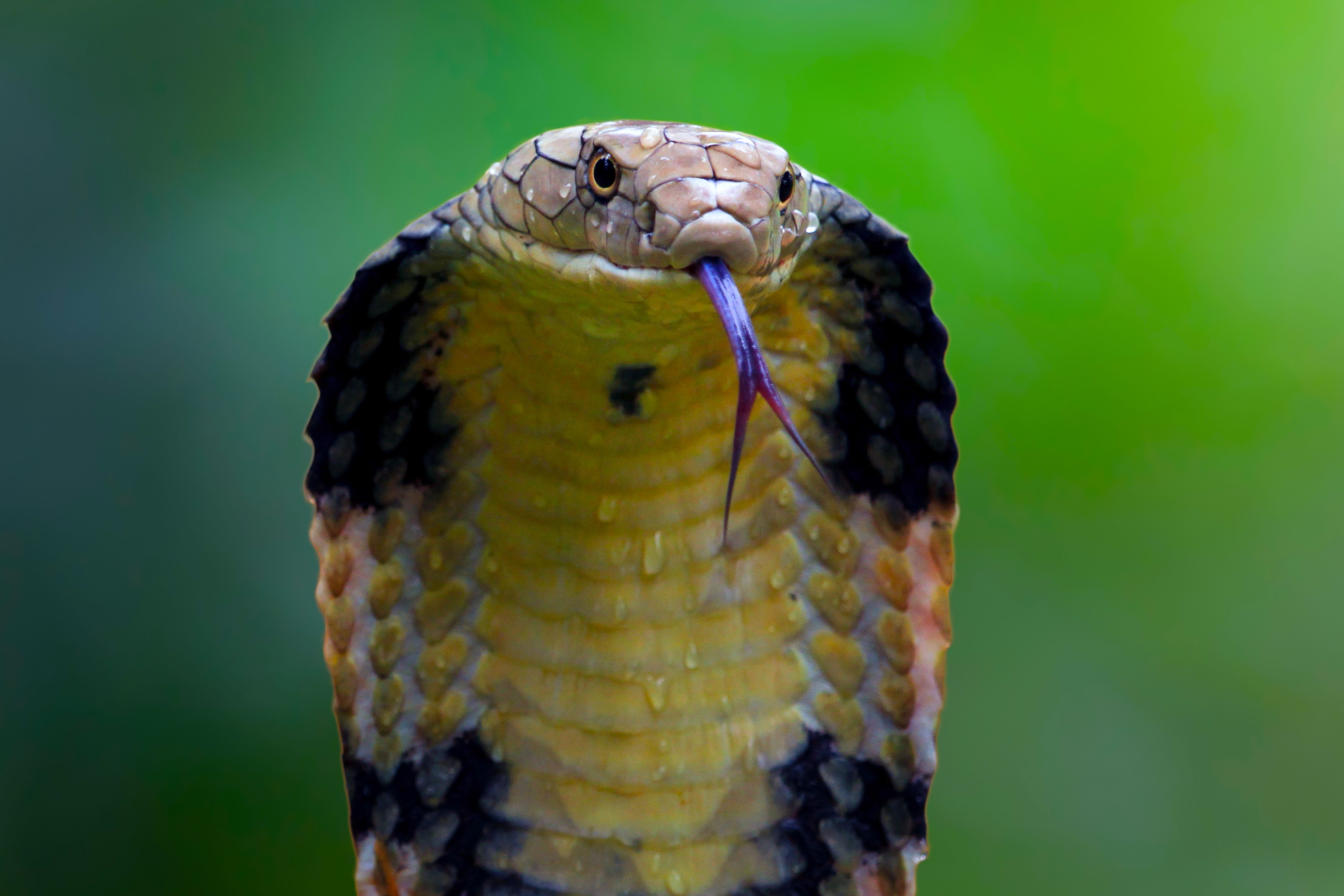 The World's Smartest Snake Is More Intelligent Than You'd Expect