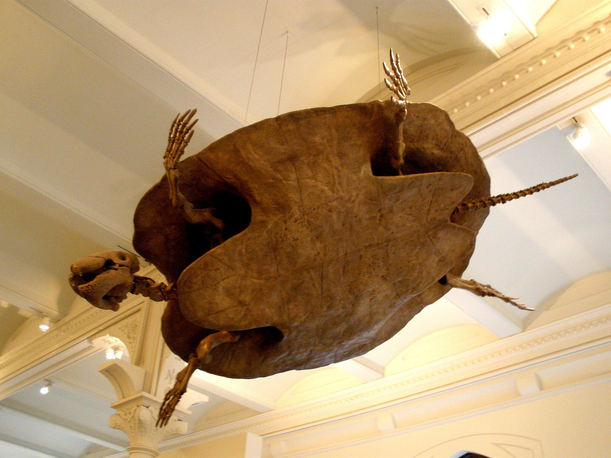 The World's Largest "Car-Sized" Turtle Could Eat You In One Bite