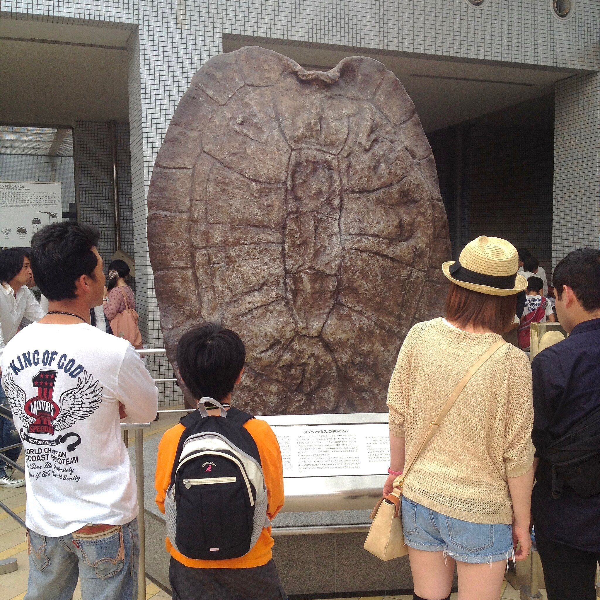 The World's Largest "Car-Sized" Turtle Could Eat You In One Bite