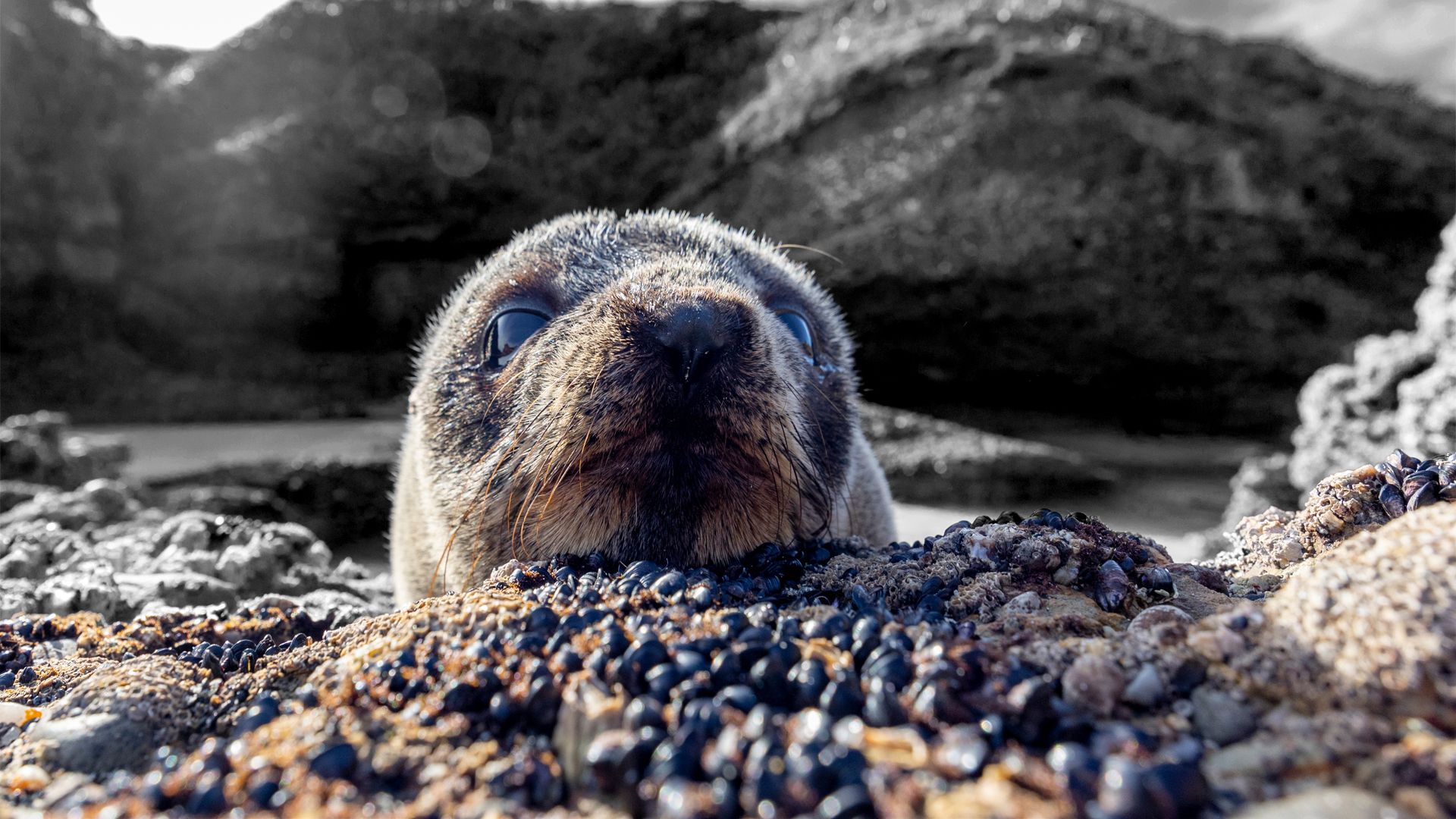 Canada's Headless Sea Lions Mystery Is Still Unsolved, But Scientists ...