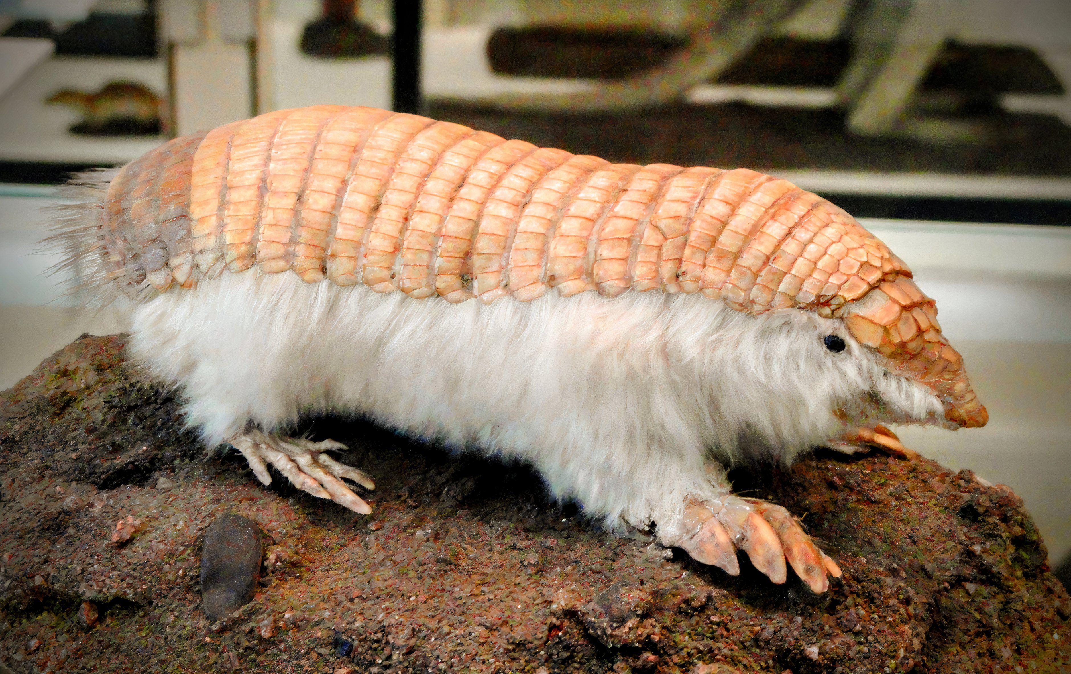 One Of The World's Rarest Creatures Is A "Pink Fairy"