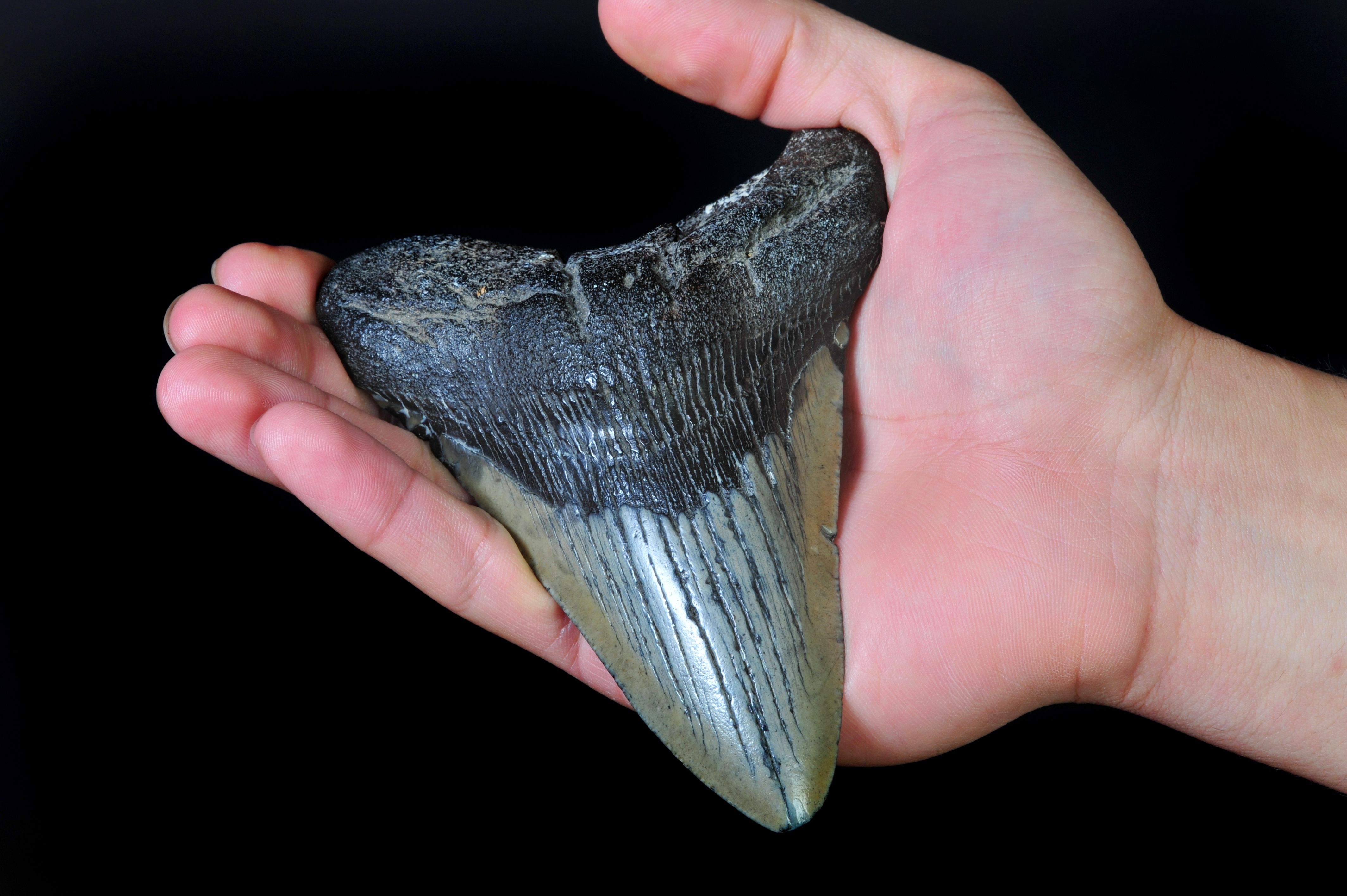 Scientists Reveal A Surprising New Secret About The Megalodon Shark