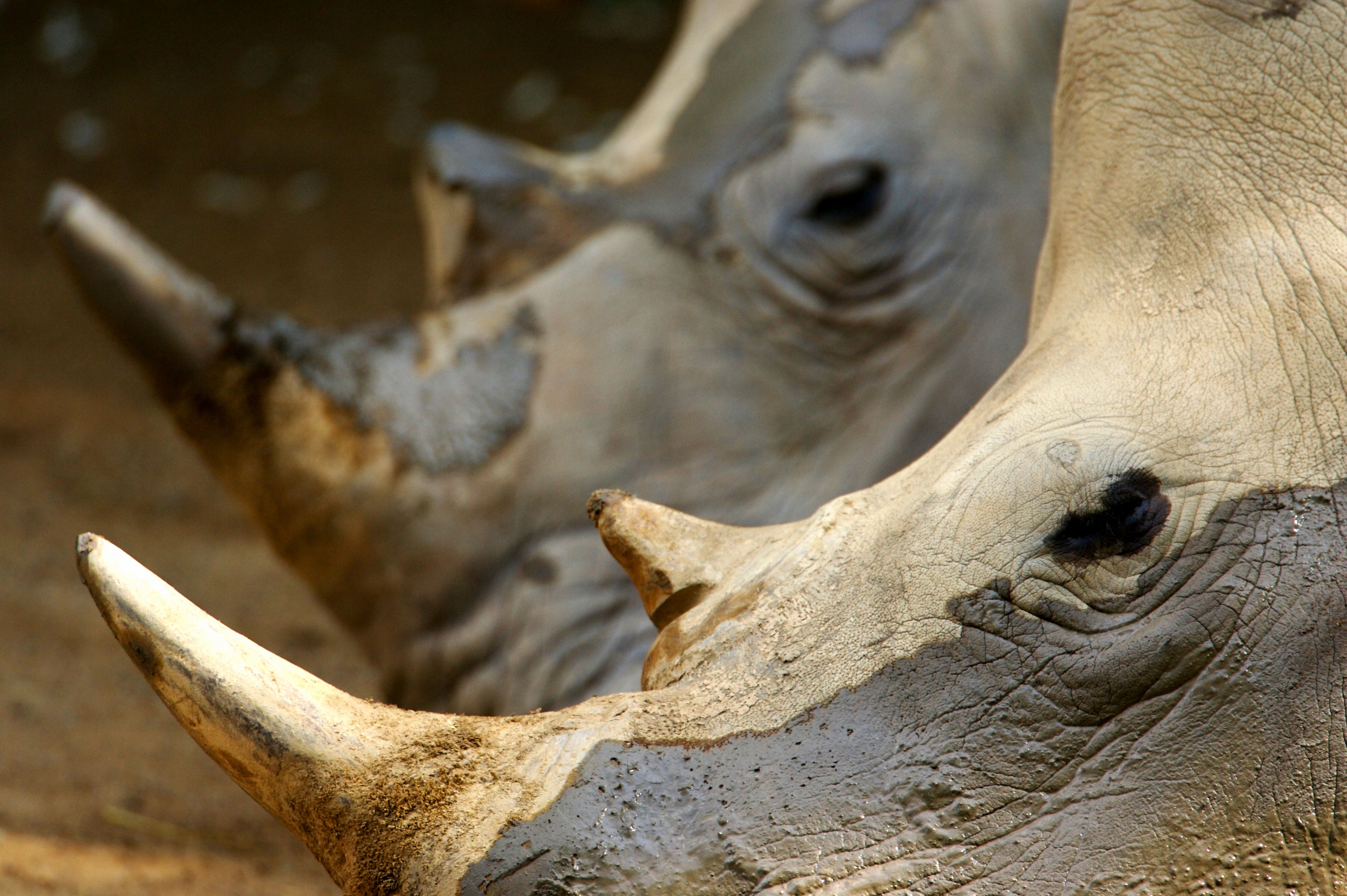 Once Extinct 40 Years Ago In Uganda, Nearly 50 Rhinos Are Now Living Their Best Lives On A Ranch