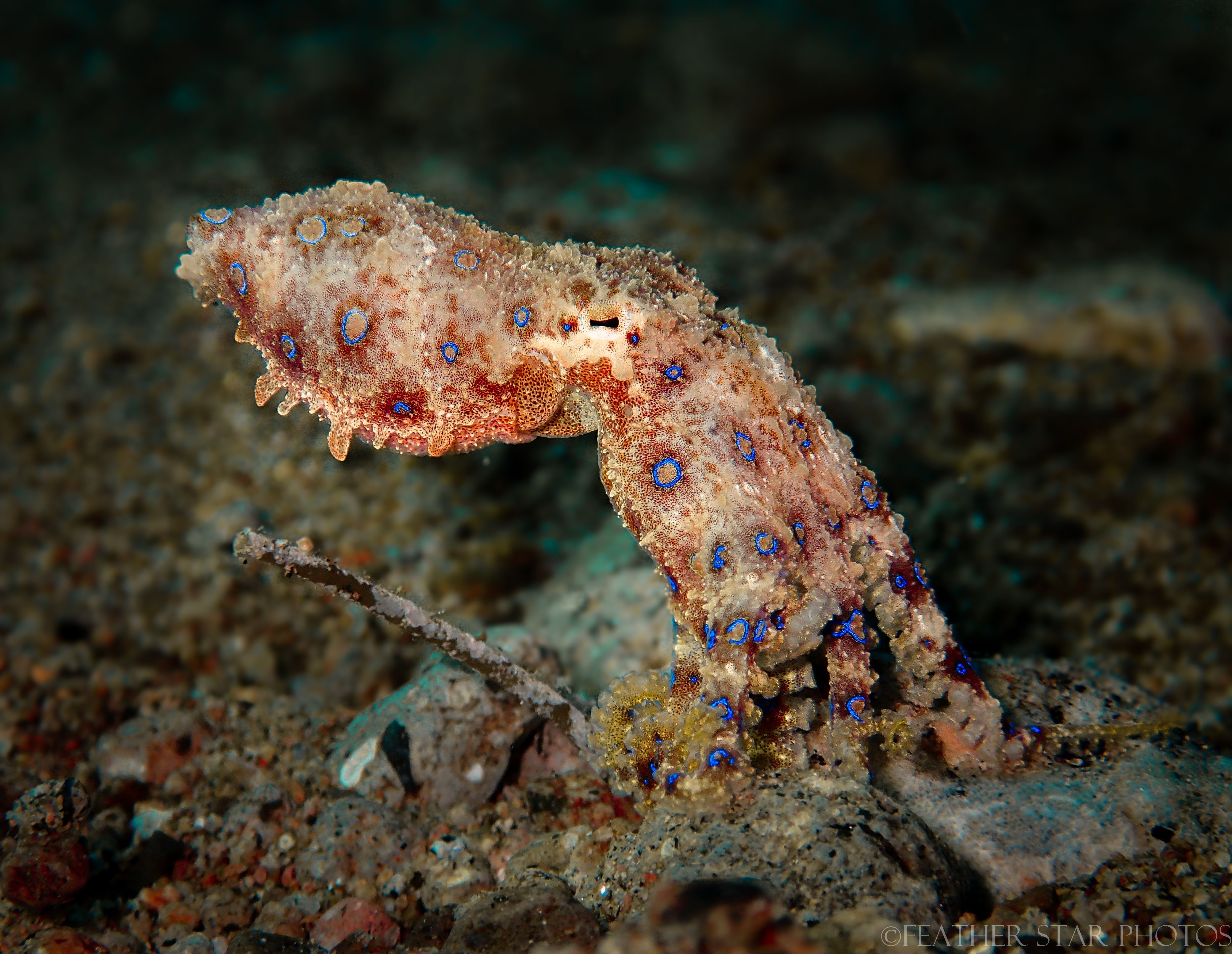 Study Shows The Extremes This Deadly Octopus Goes To Avoid Being Dinner ...