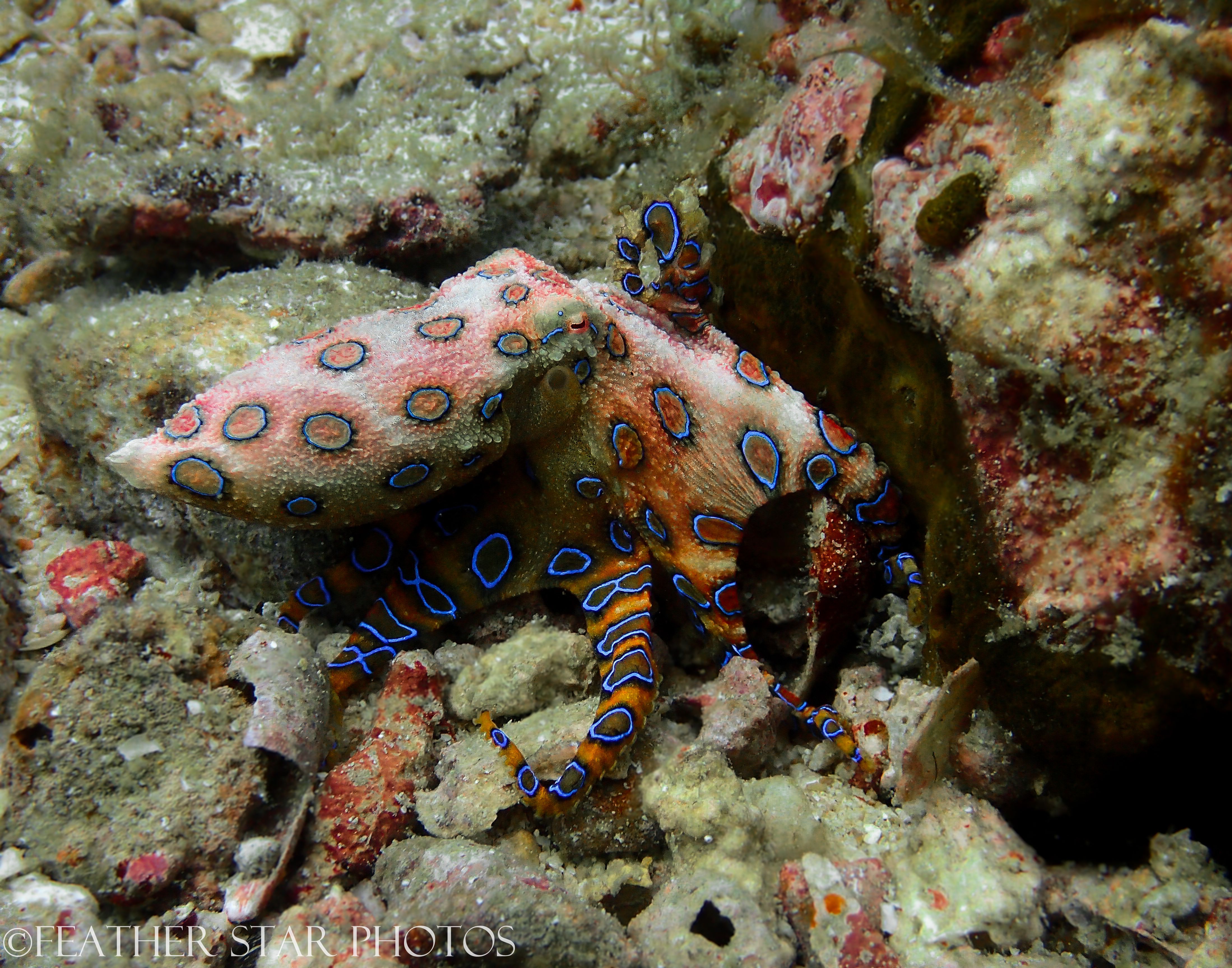 Study Shows The Extremes This Deadly Octopus Goes To Avoid Being Dinner When Mating