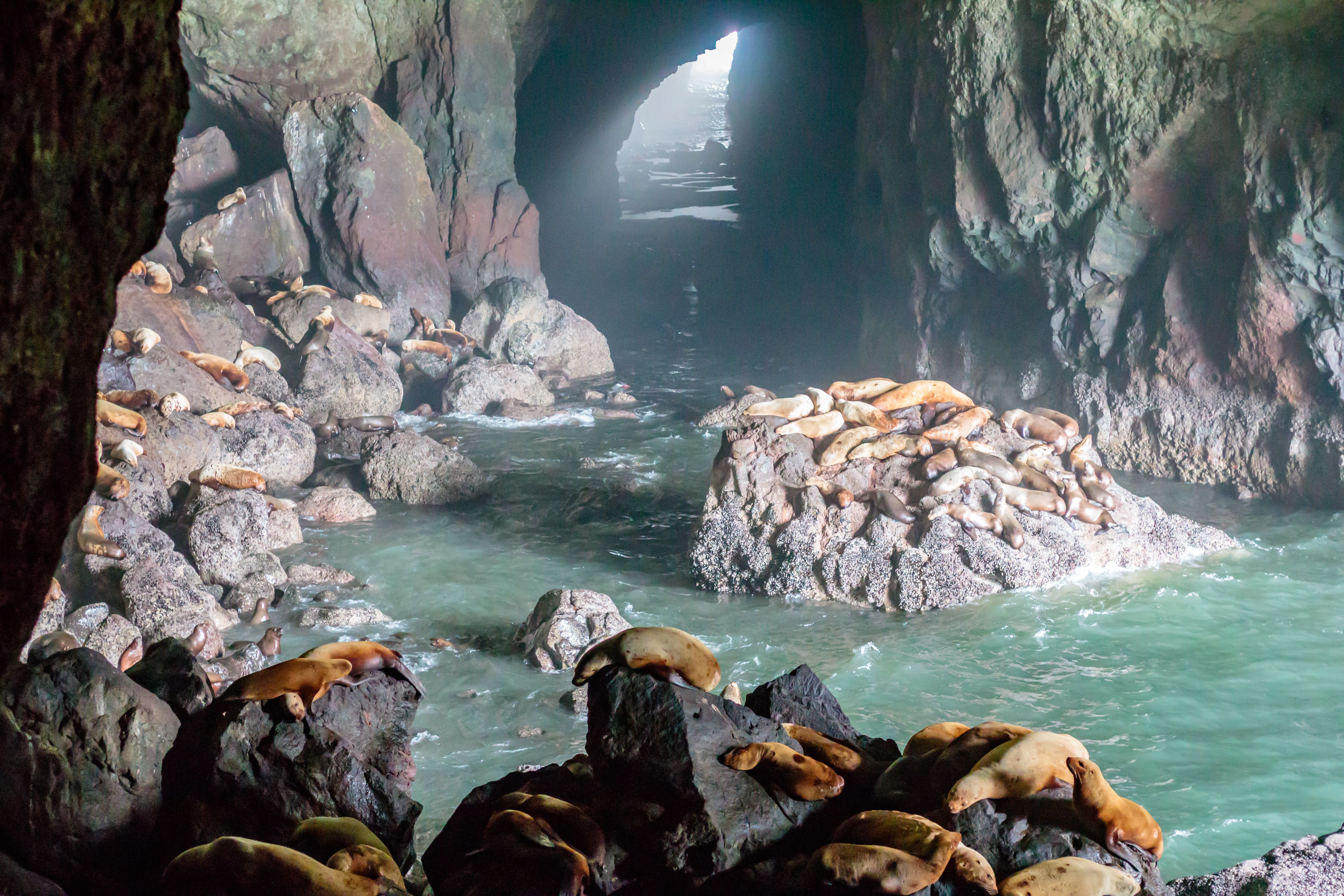 Sea Lion Caves