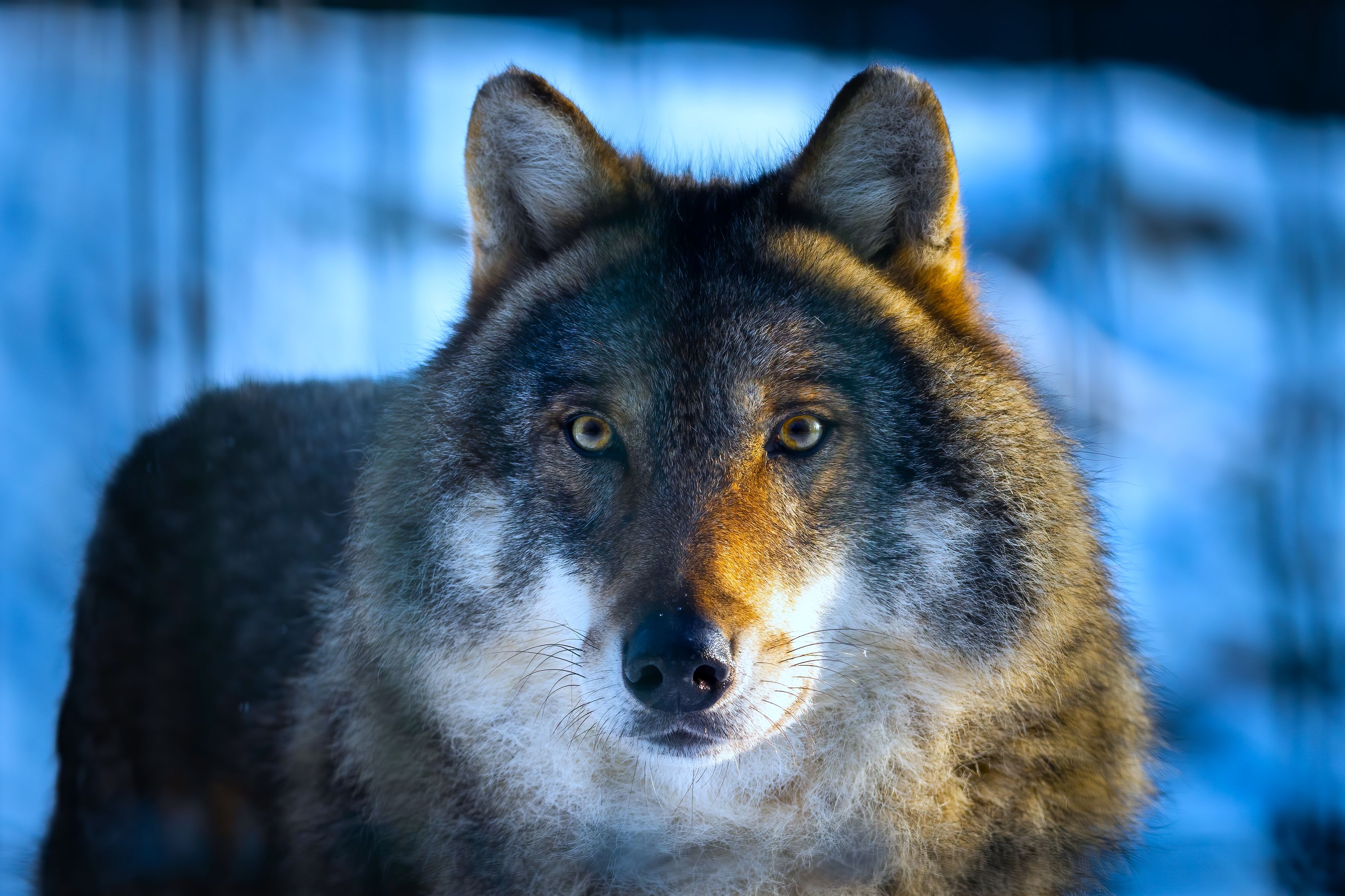 BACK FROM THE DEAD: The Dire Wolf Has Officially Been De-Extinct After ...