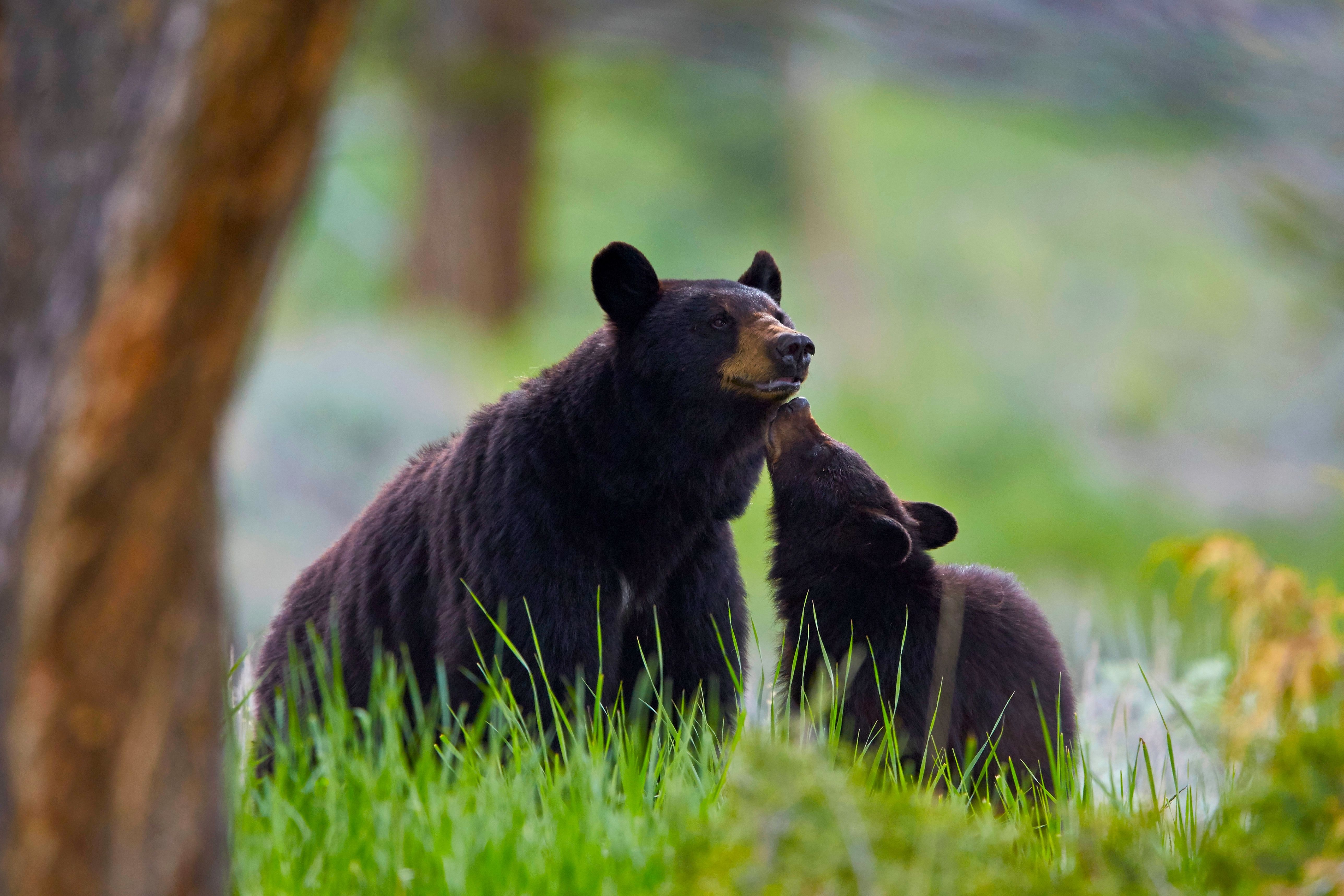 A Trio Of Black Bears In Gatlinburg Were Killed After Displaying Violent Behavior