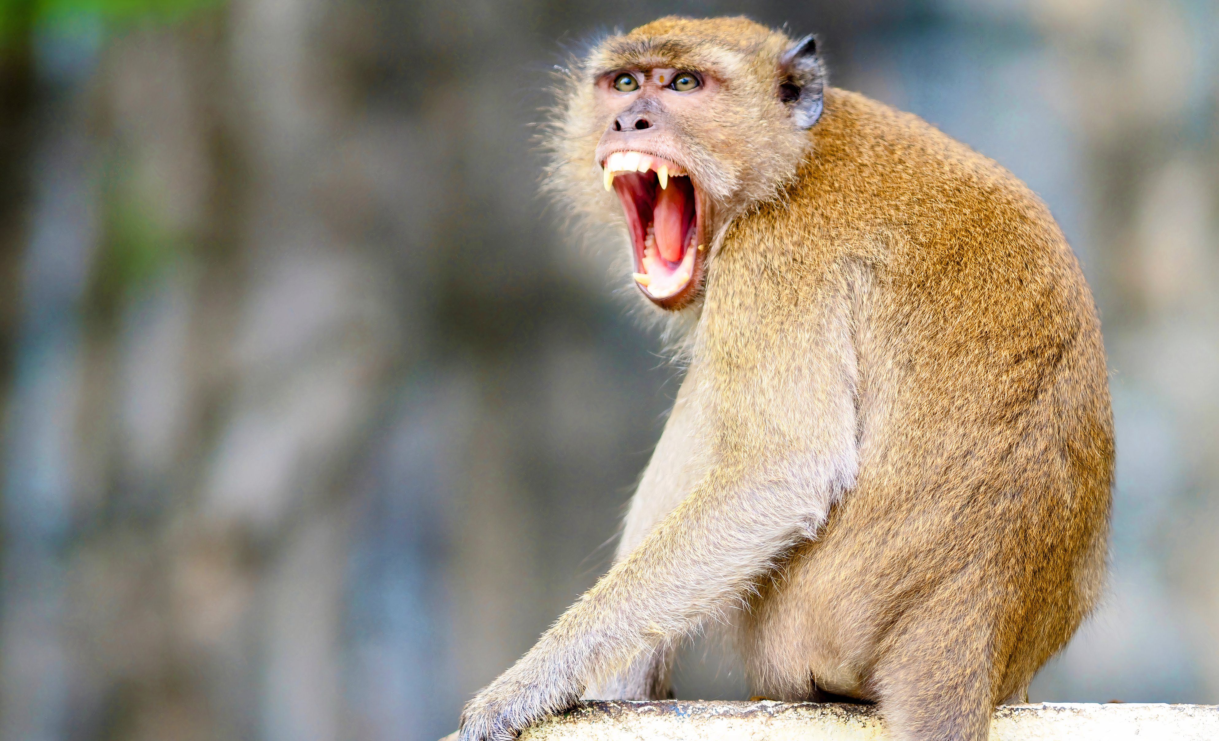 Monkeys At This Iconic Tourist Spot Are Terrorizing Visitors