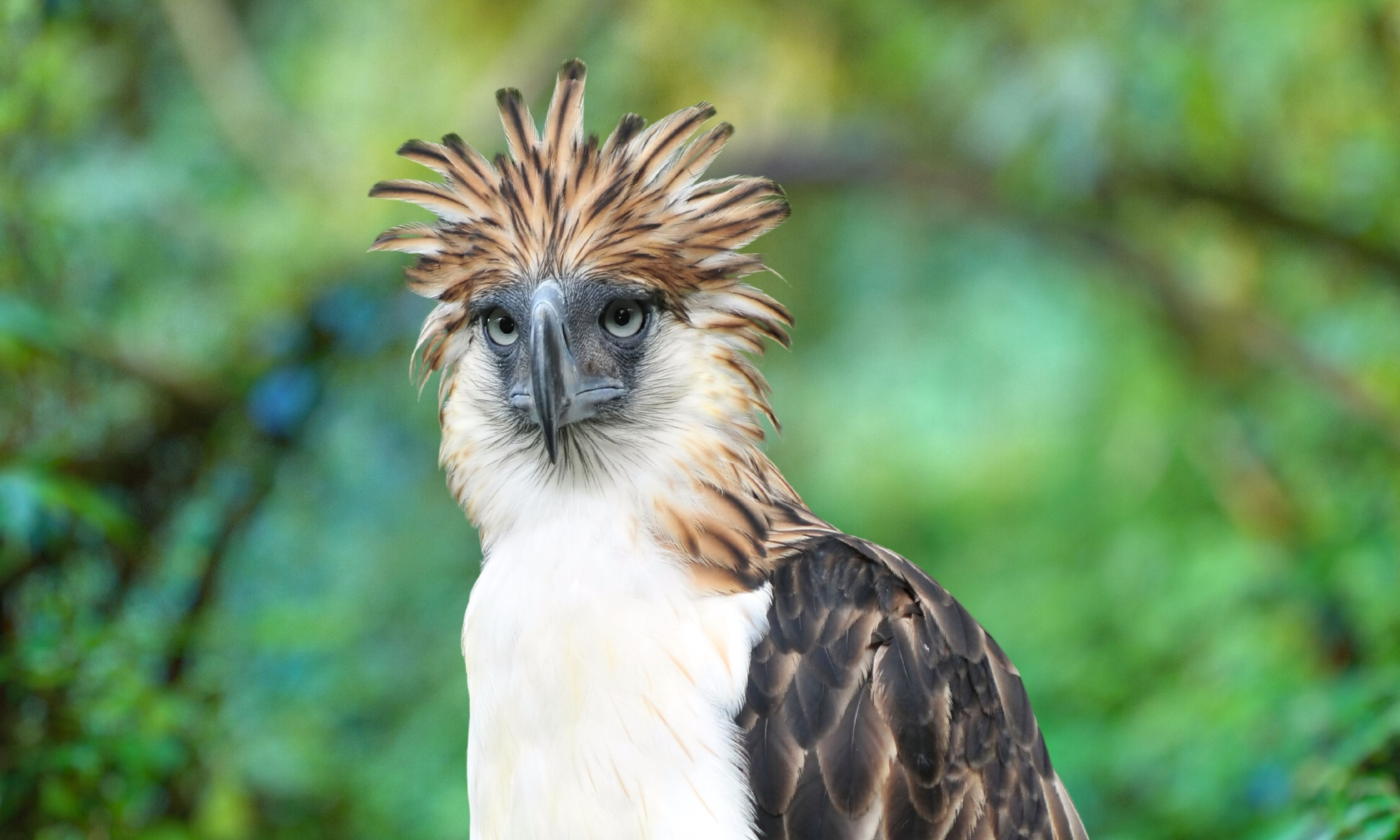 Philippine National Bird Eagle