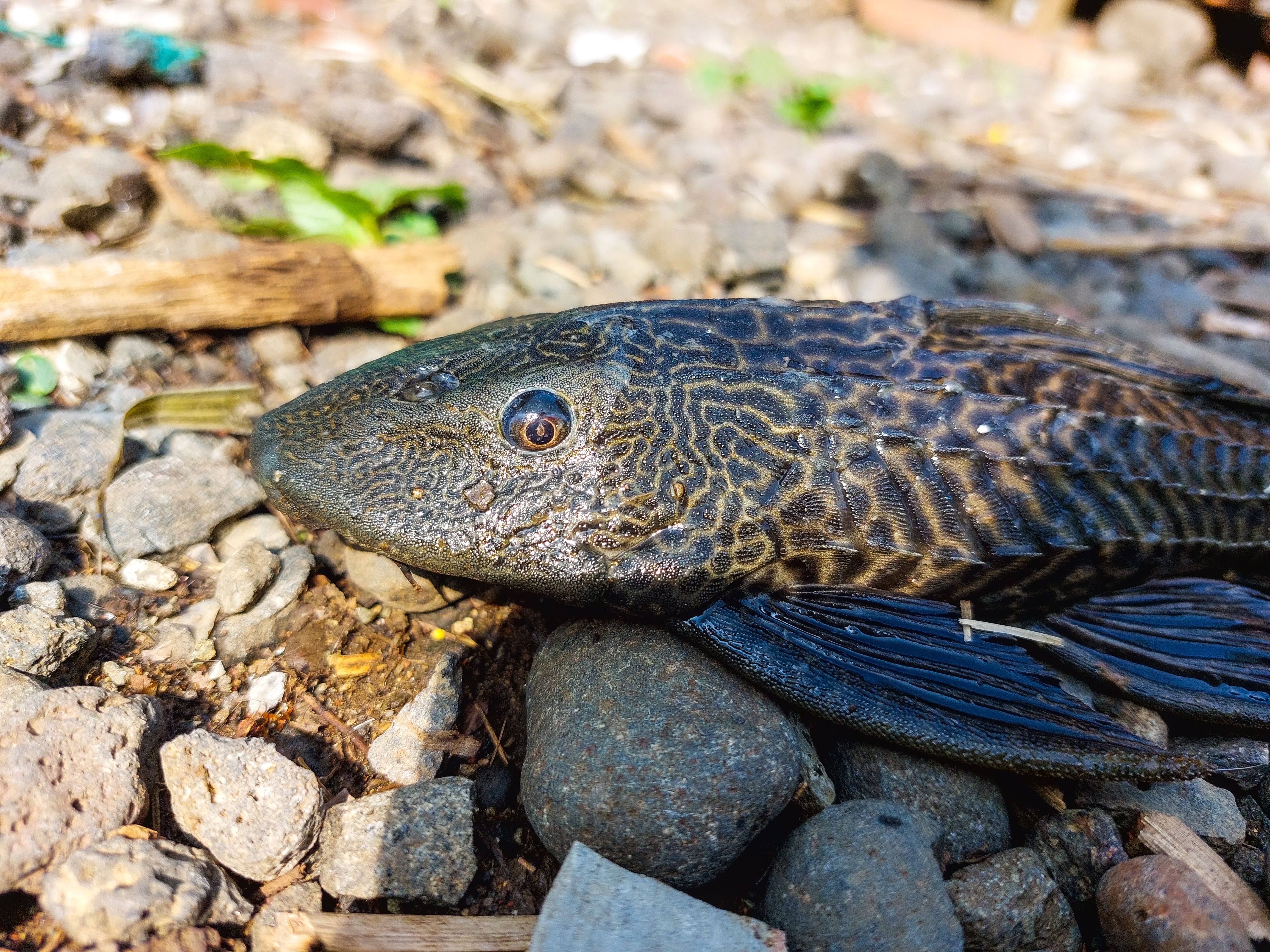 Newly Recognized Fish Species Found In Grand Teton National Park