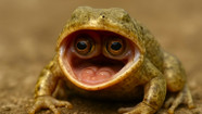 A Photographer In Canada Found A Toad With Eyes In Its Mouth And A Photographer In Canada Found A Toad With Eyes In Its Mouth And