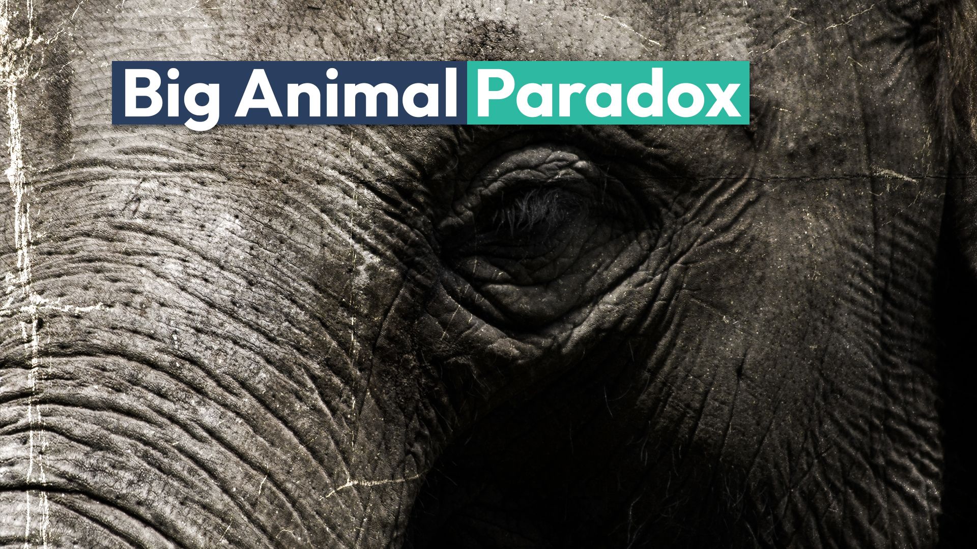 Study Reveals Concerning Cancer Truth About Bigger Animals