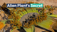 The World s Weirdest Alien Plant Can Survive For Over 1 000 Years
