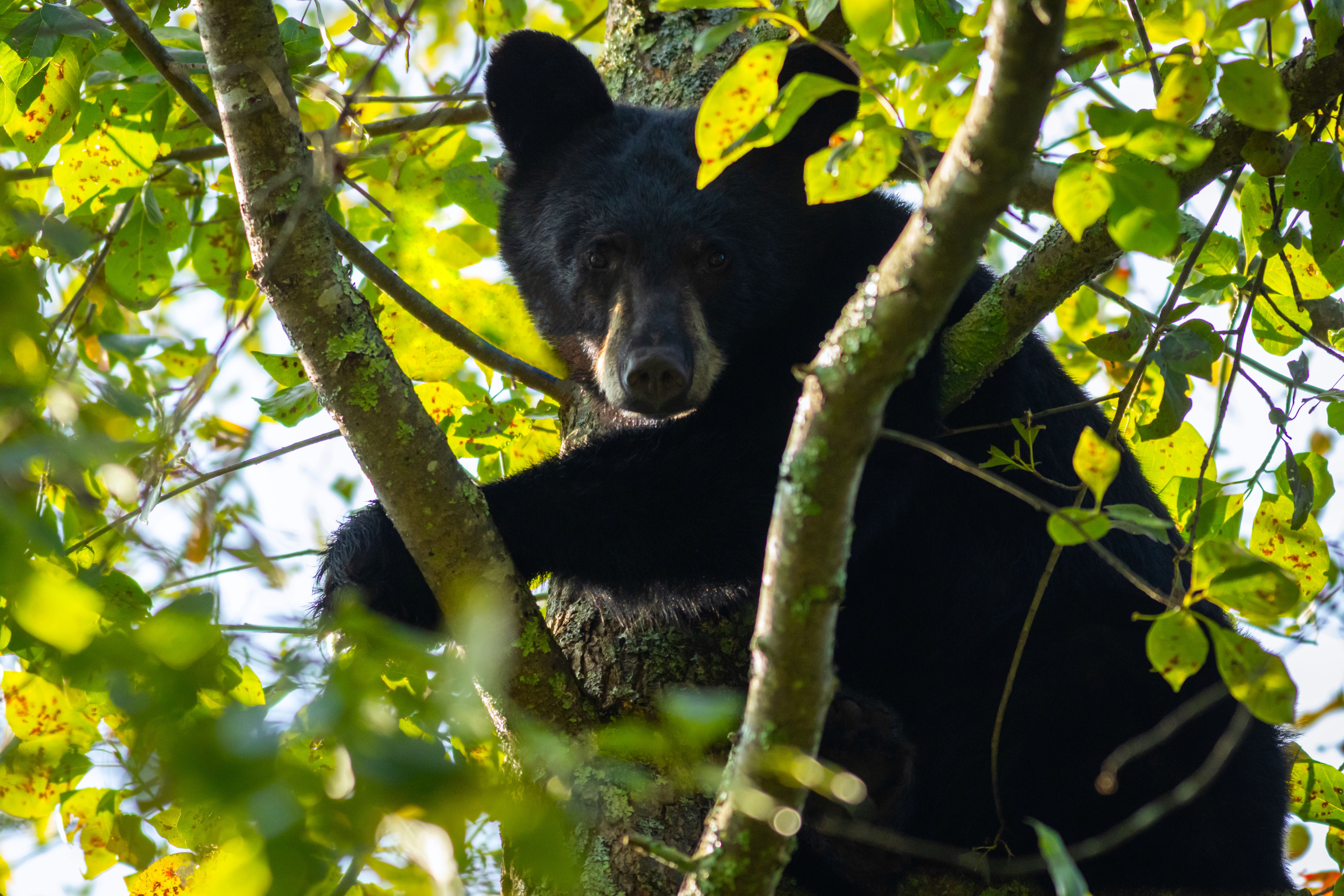 RESCUED: A Juvenile Black Bear Impressively Made It Through A Severe ...