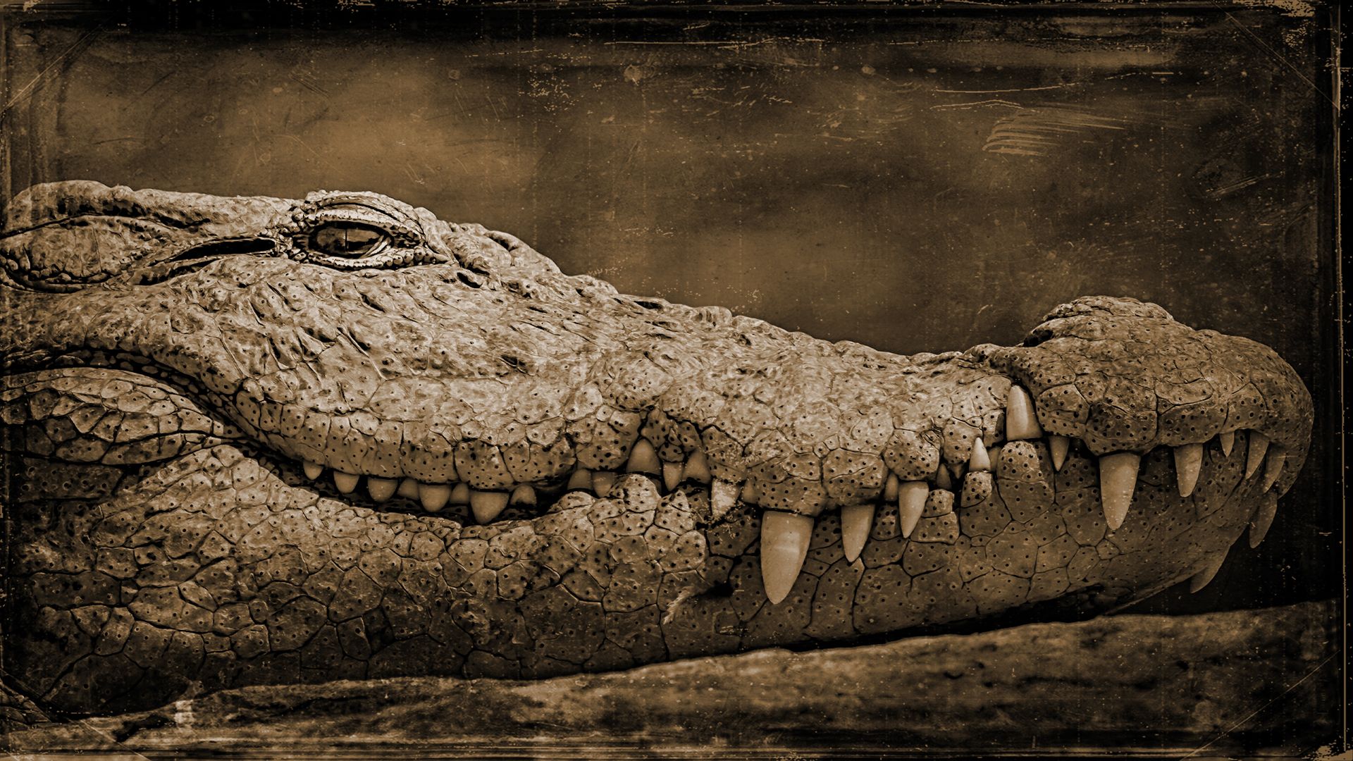A 3,000-Year-Old Crocodile's Insides Revealed Strange Ancient Egyptian ... A 3,000-Year-Old Crocodile's Insides Revealed Strange Ancient Egyptian ...