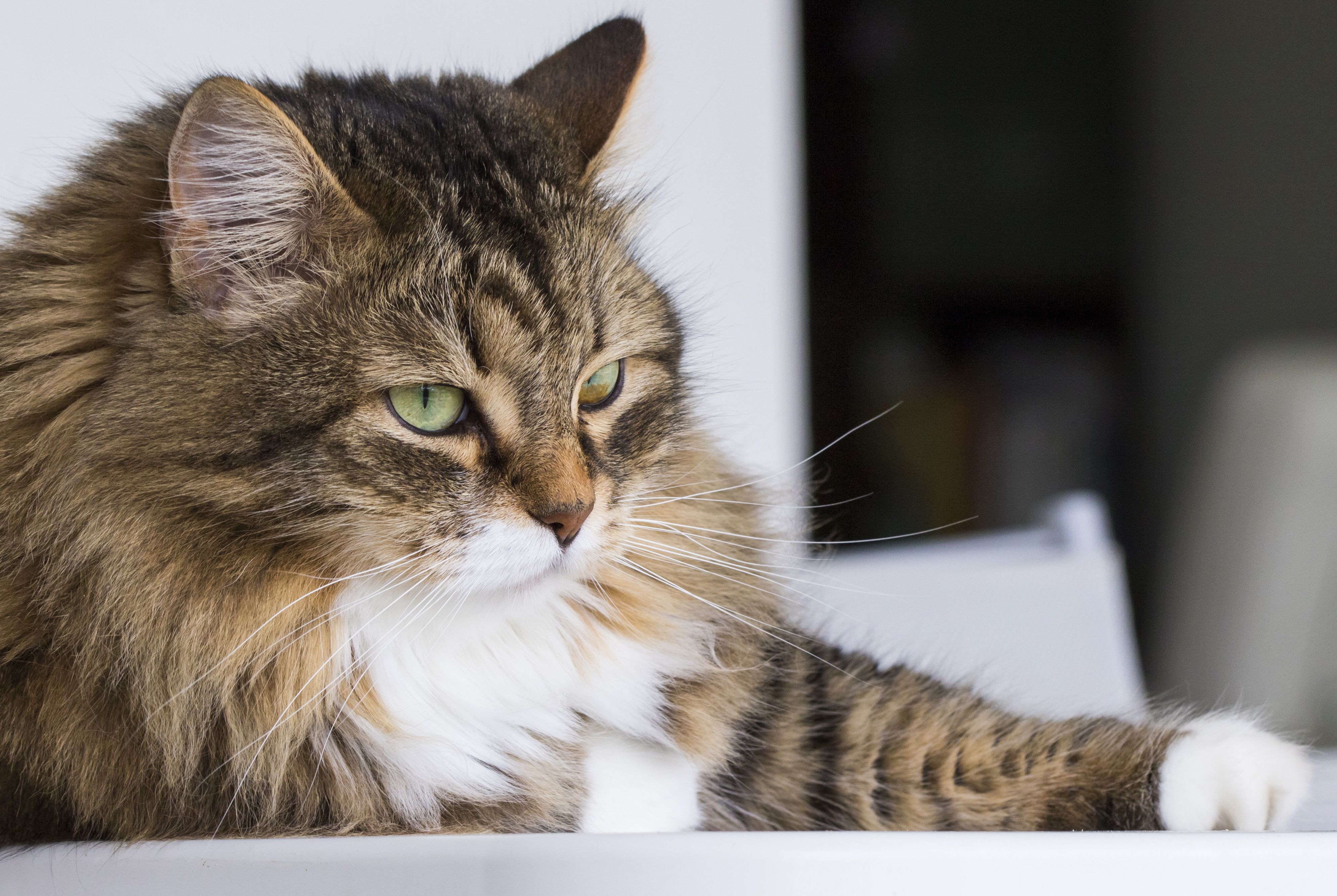 12-Year-Old "Miracle" Cat Survives 400-Foot Fall In Bryce Canyon