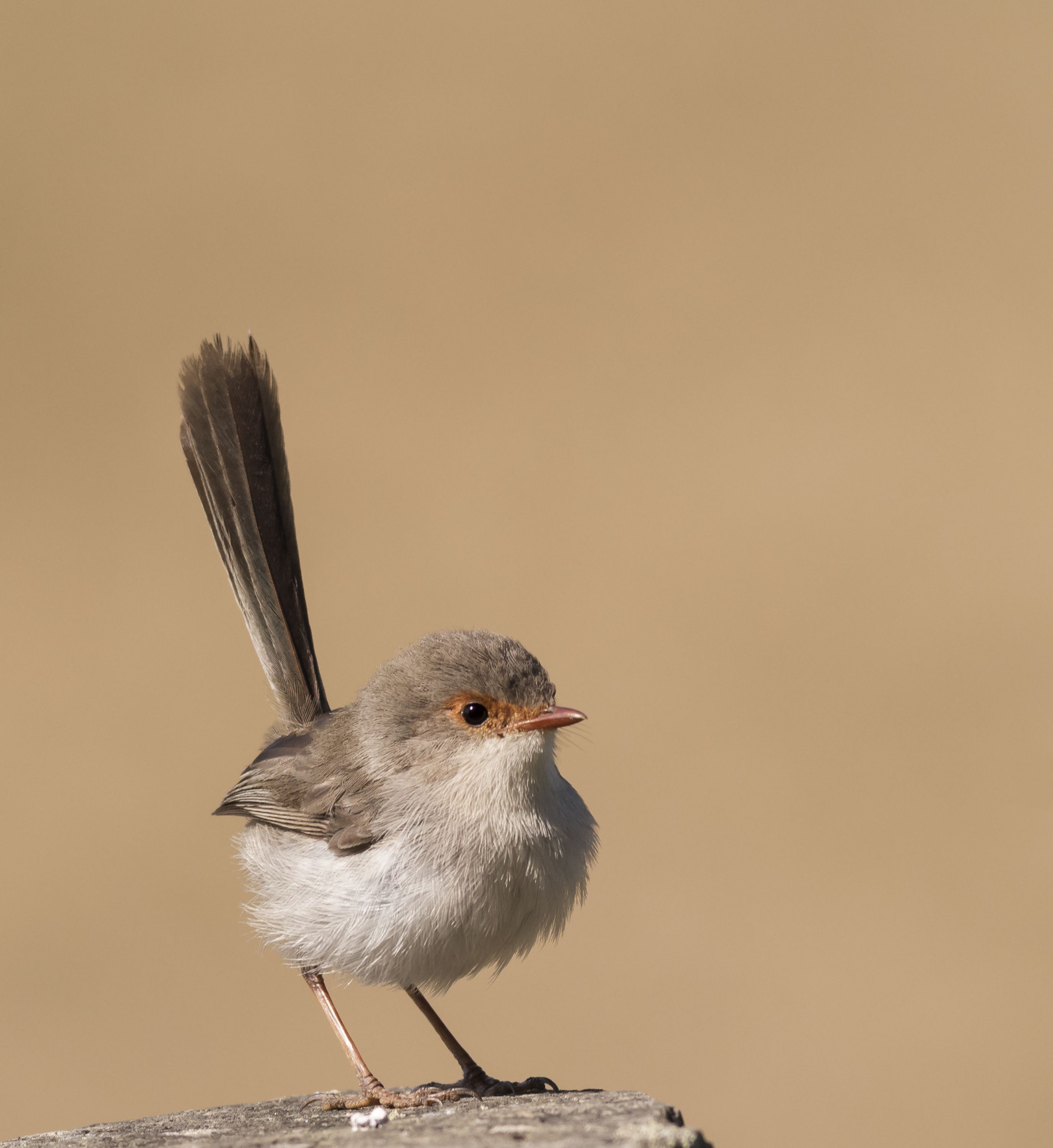 New Study Reveals Birds Are Expressing Their Personality Through The ...