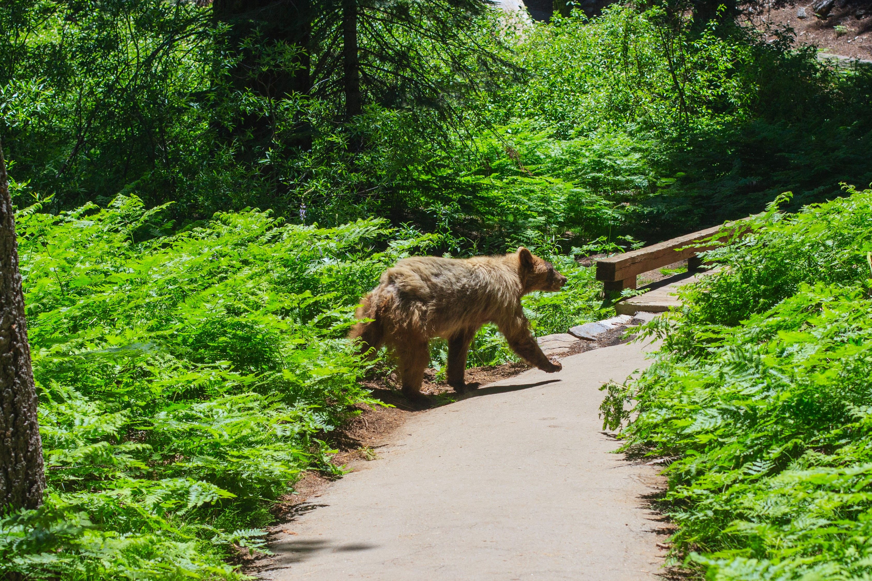 Visitors Set The Record Straight On Why Sequoia And Kings Canyon ...