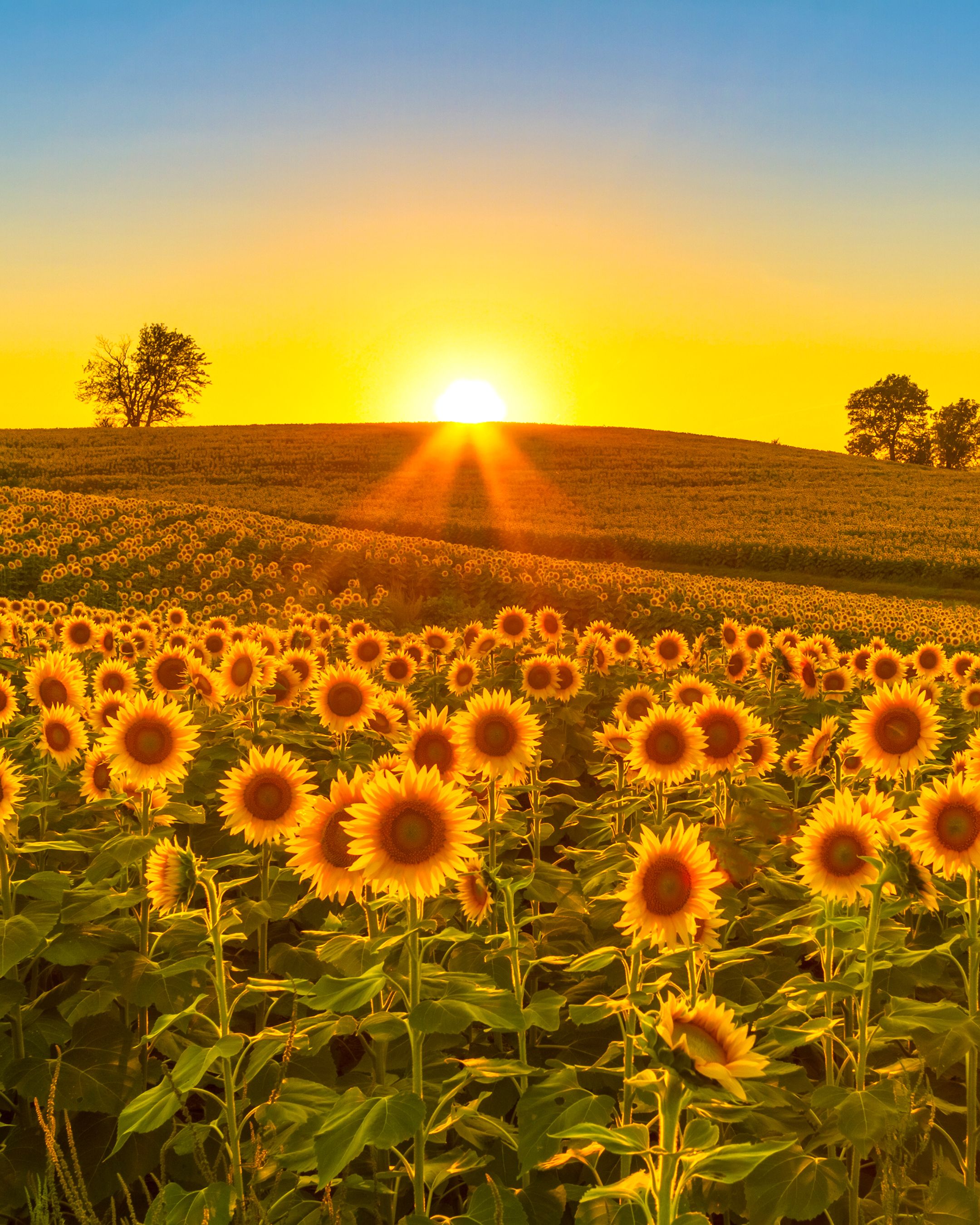 Kansas - Flags & Symbols | TheTravel